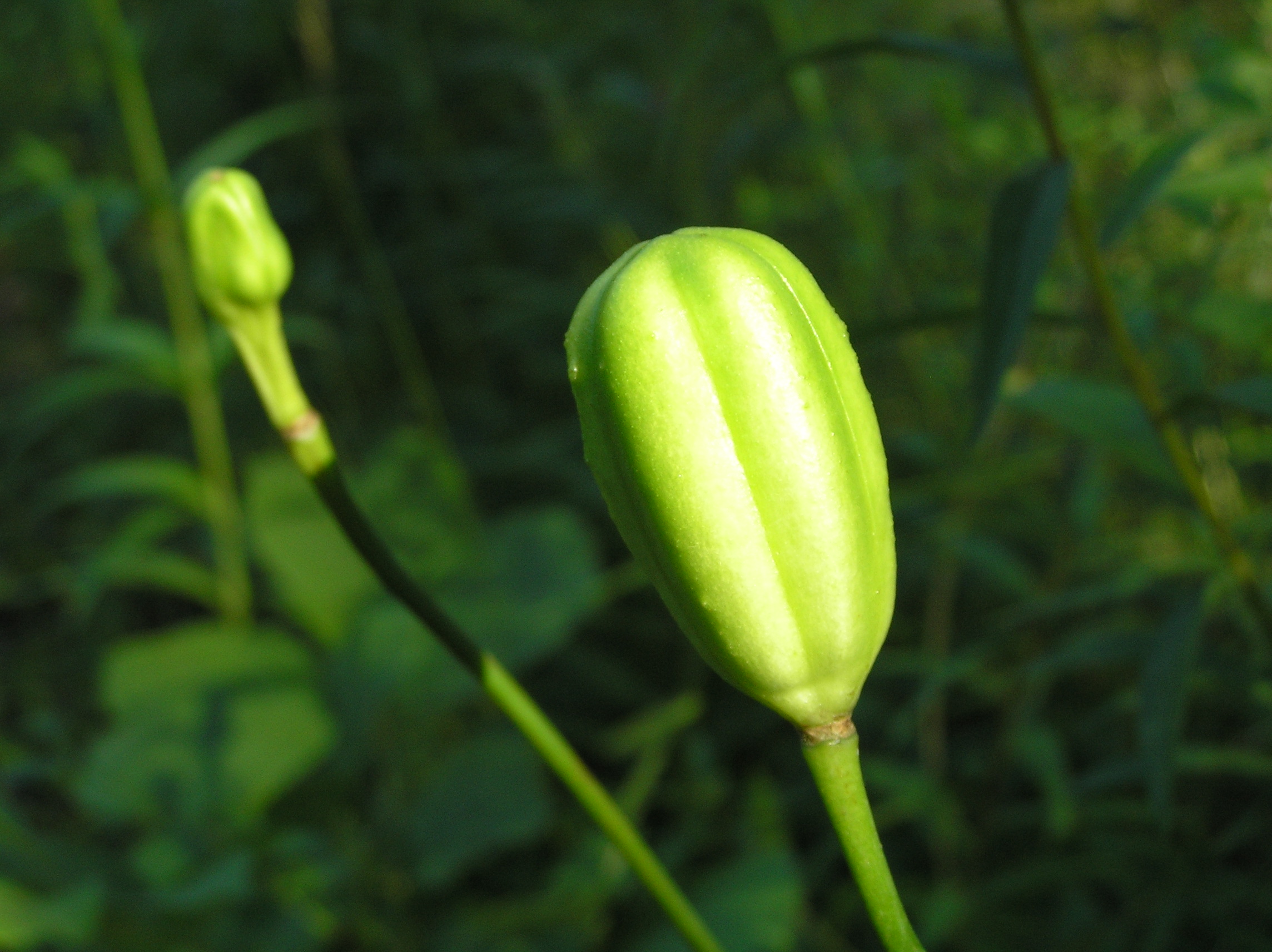 Native Trees of Indiana River Walk