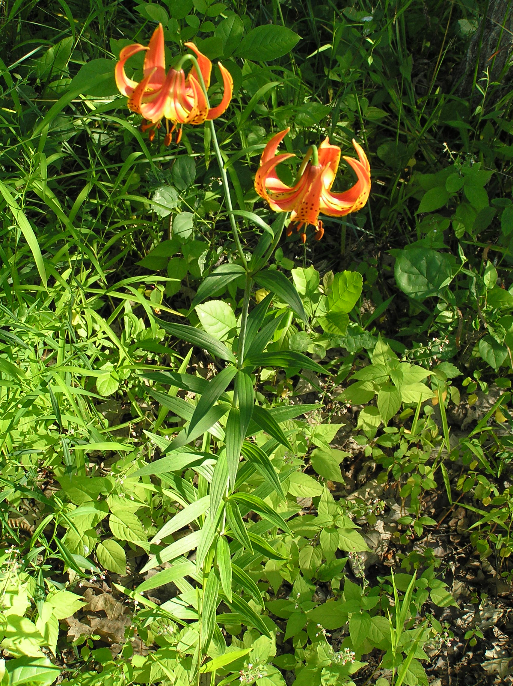 Native Trees of Indiana River Walk