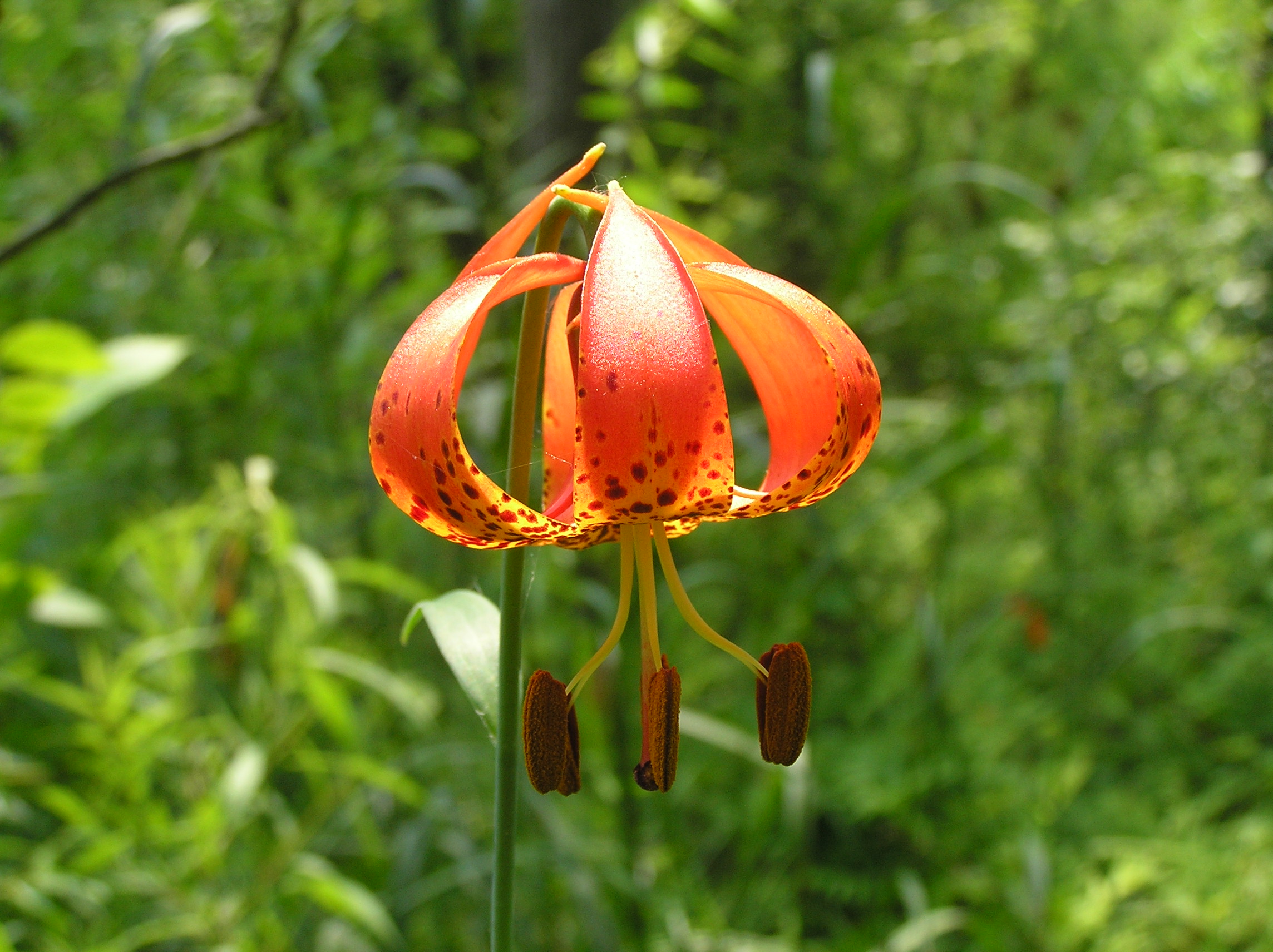 Native Trees of Indiana River Walk