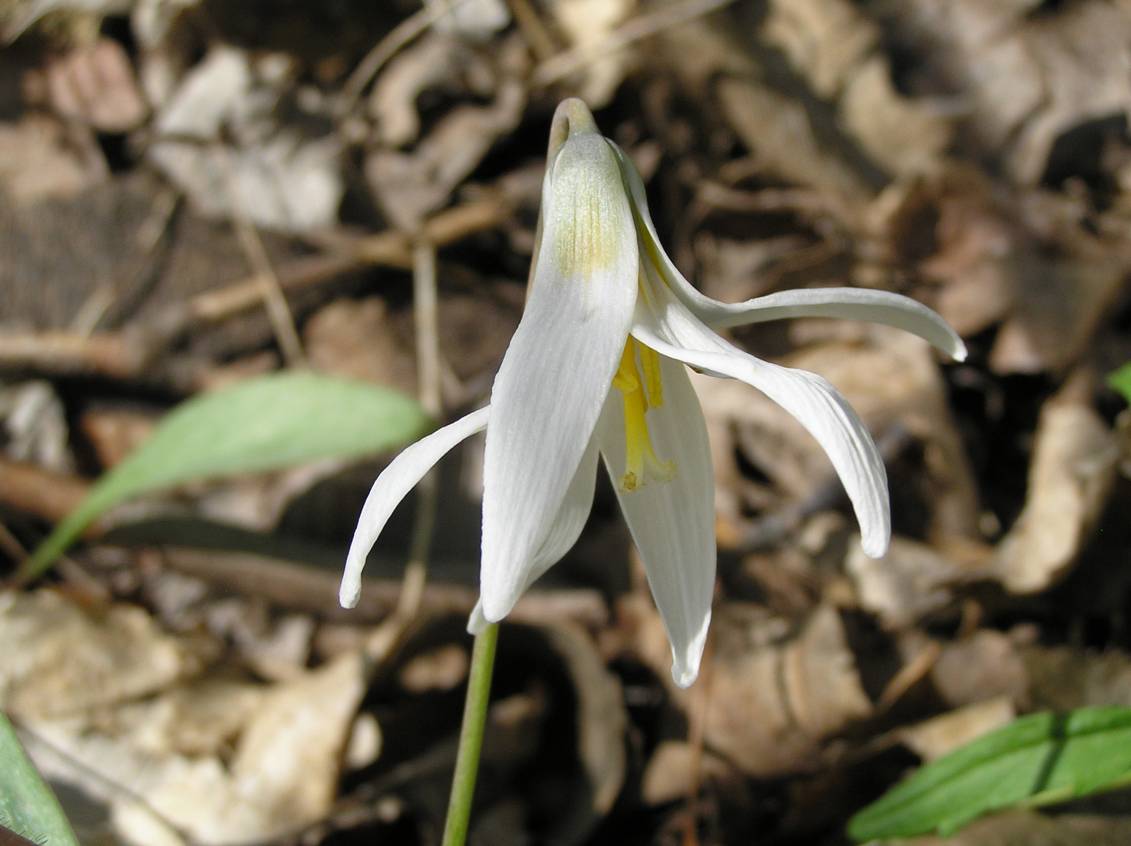 Native Trees of Indiana River Walk