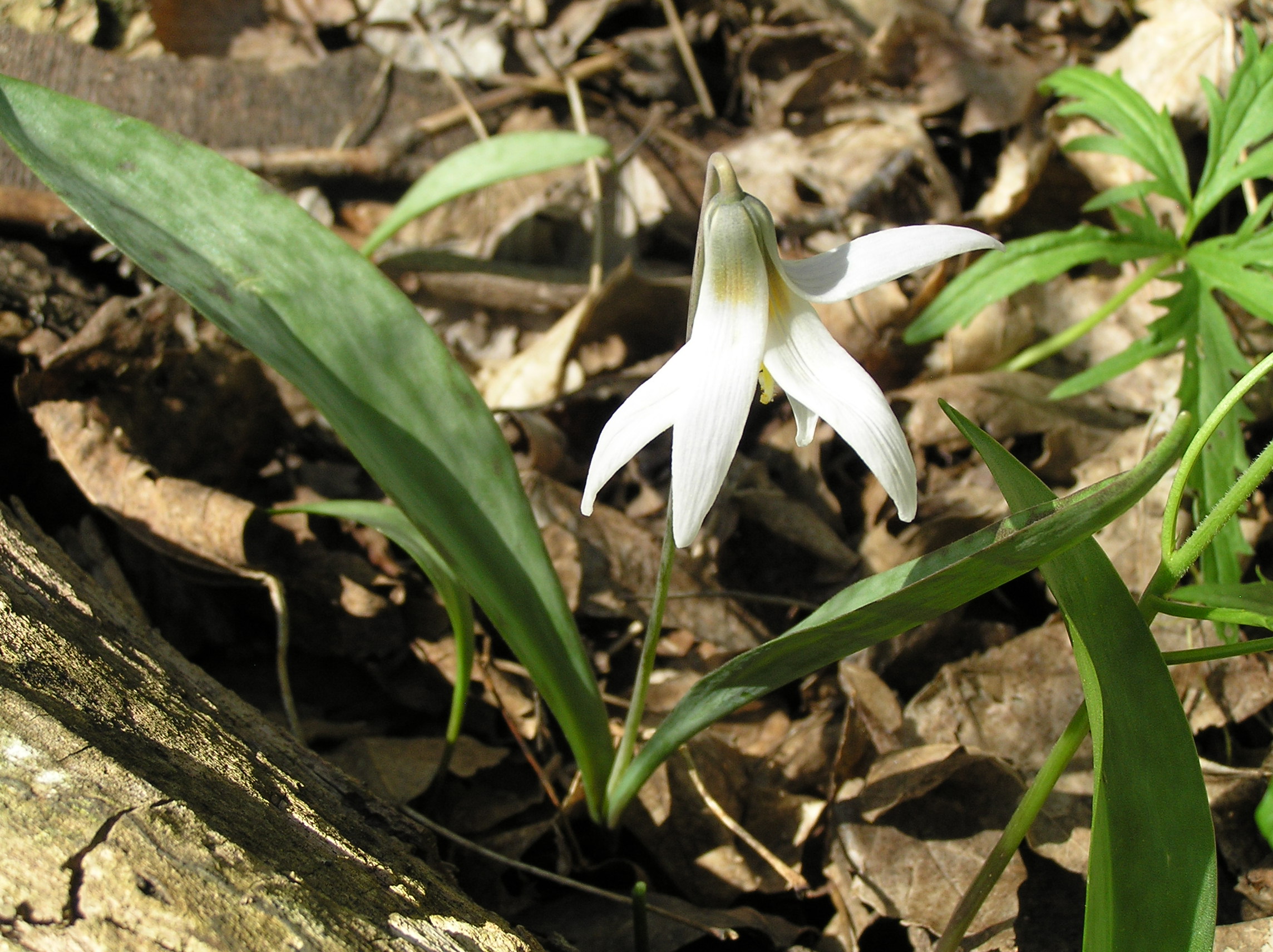 Native Trees of Indiana River Walk