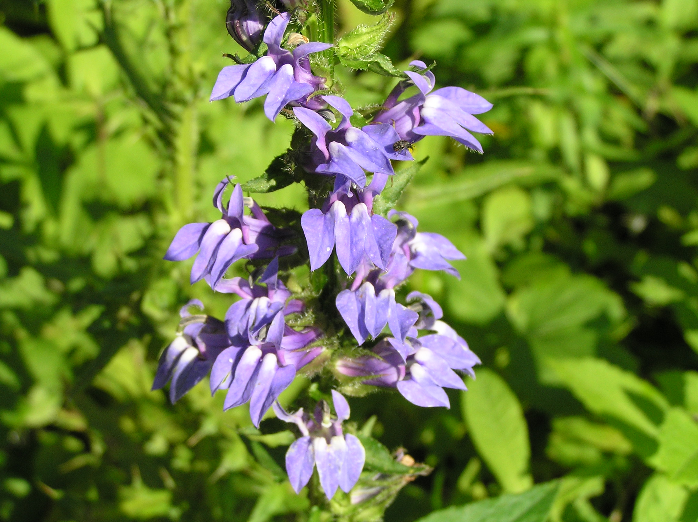 Native Trees of Indiana River Walk
