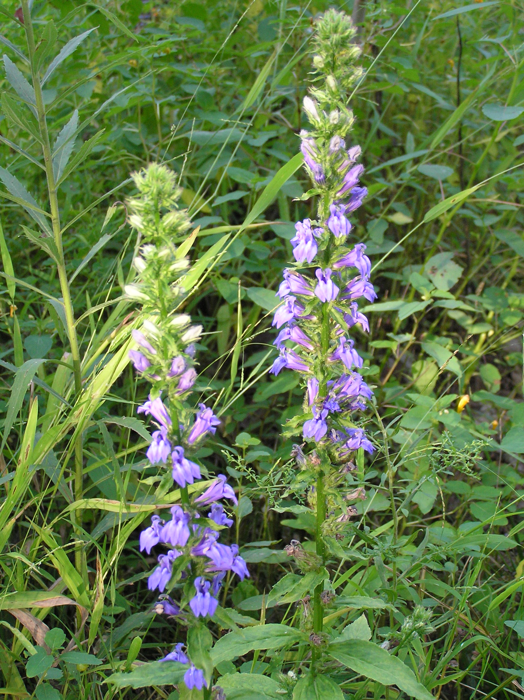 Native Trees of Indiana River Walk