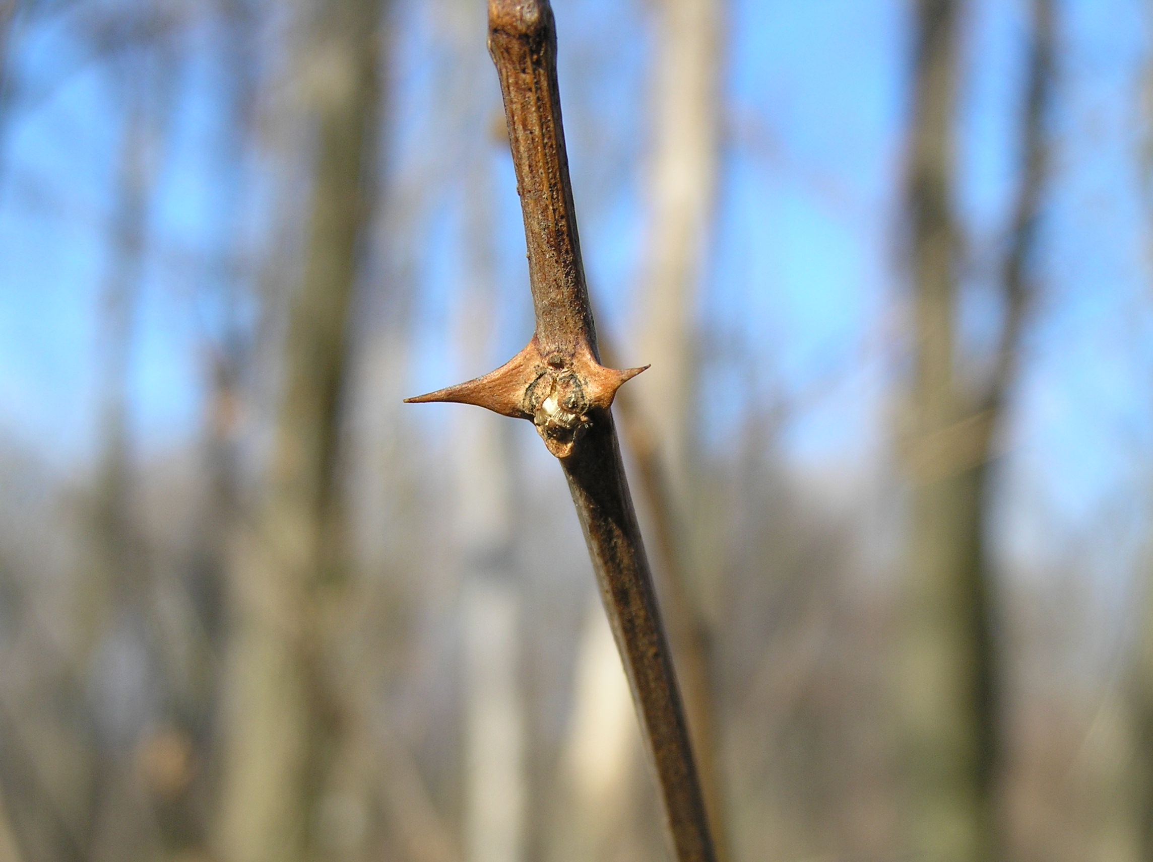 Native Trees of Indiana River Walk