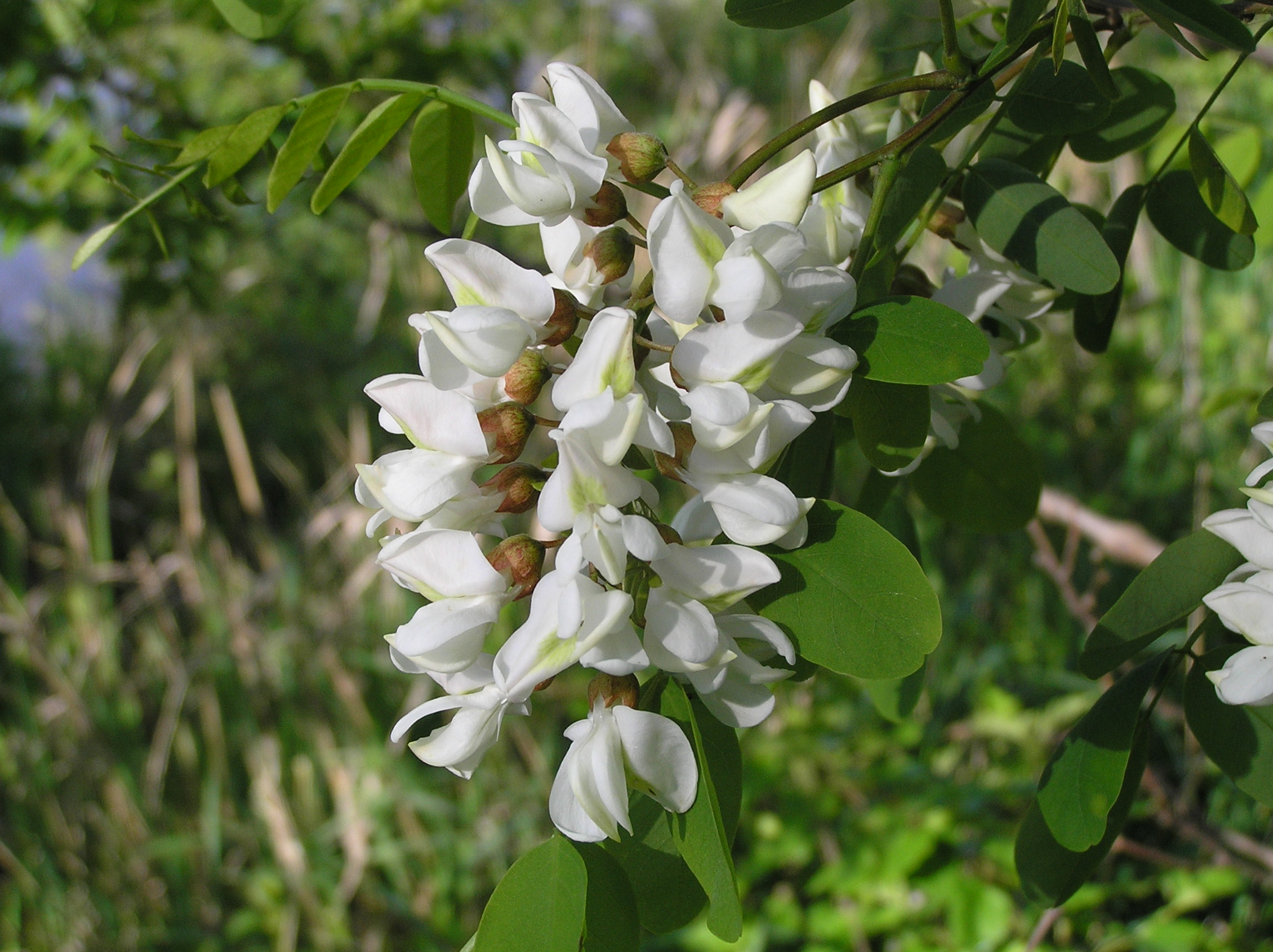 Native Trees of Indiana River Walk