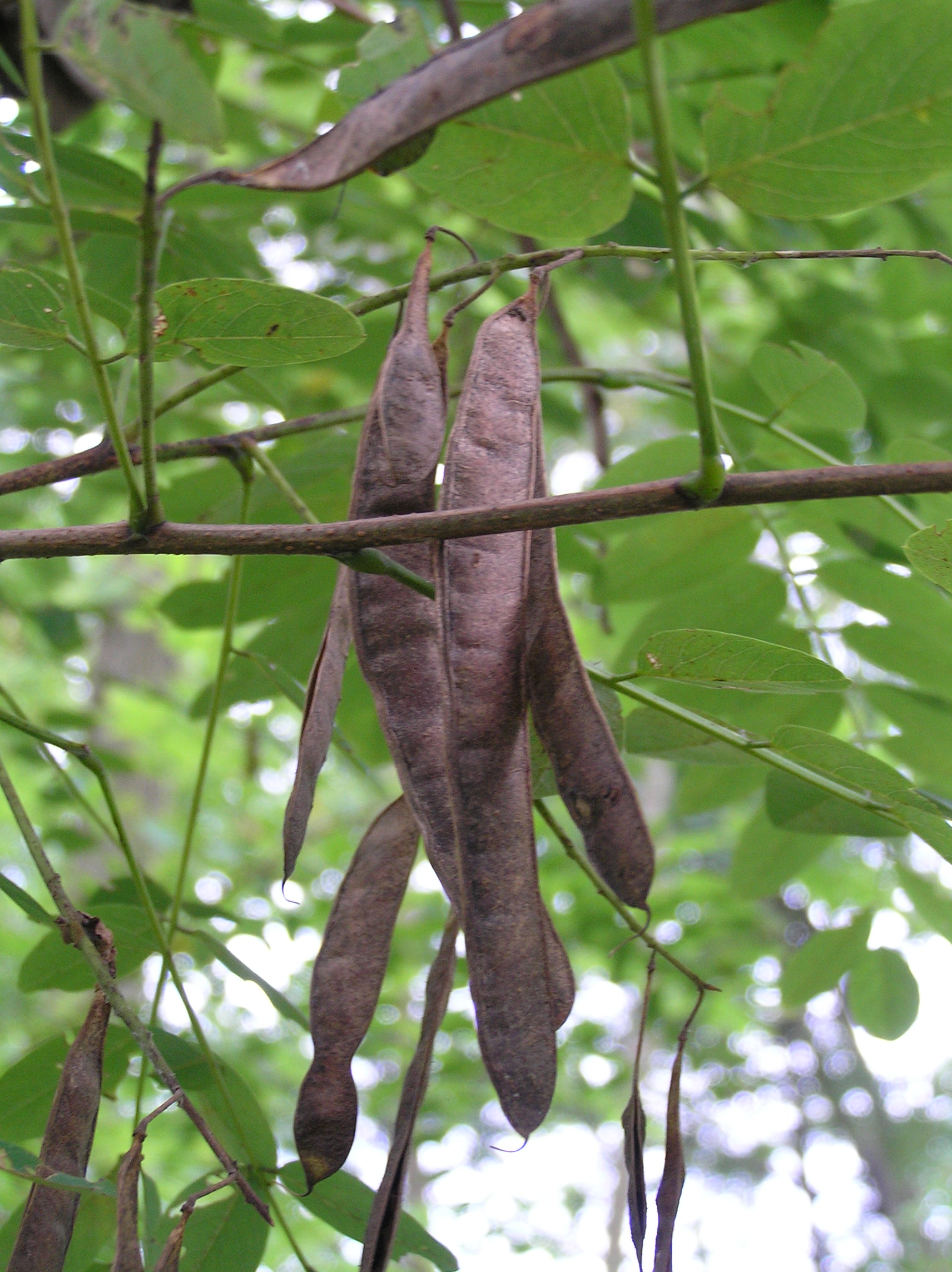 Native Trees of Indiana River Walk