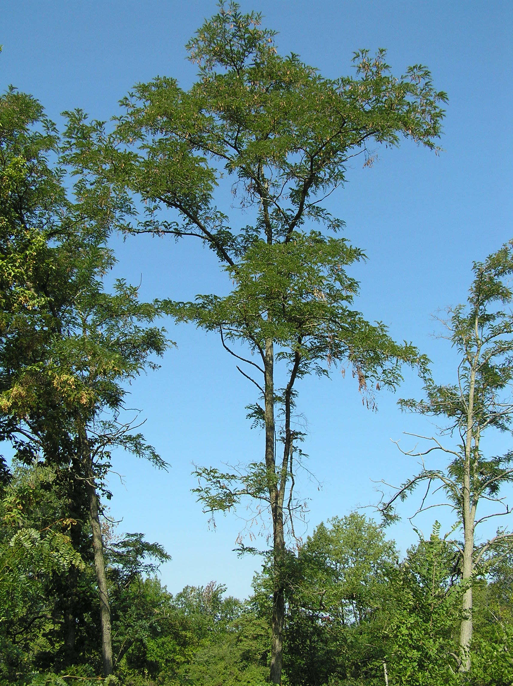 Native Trees of Indiana River Walk