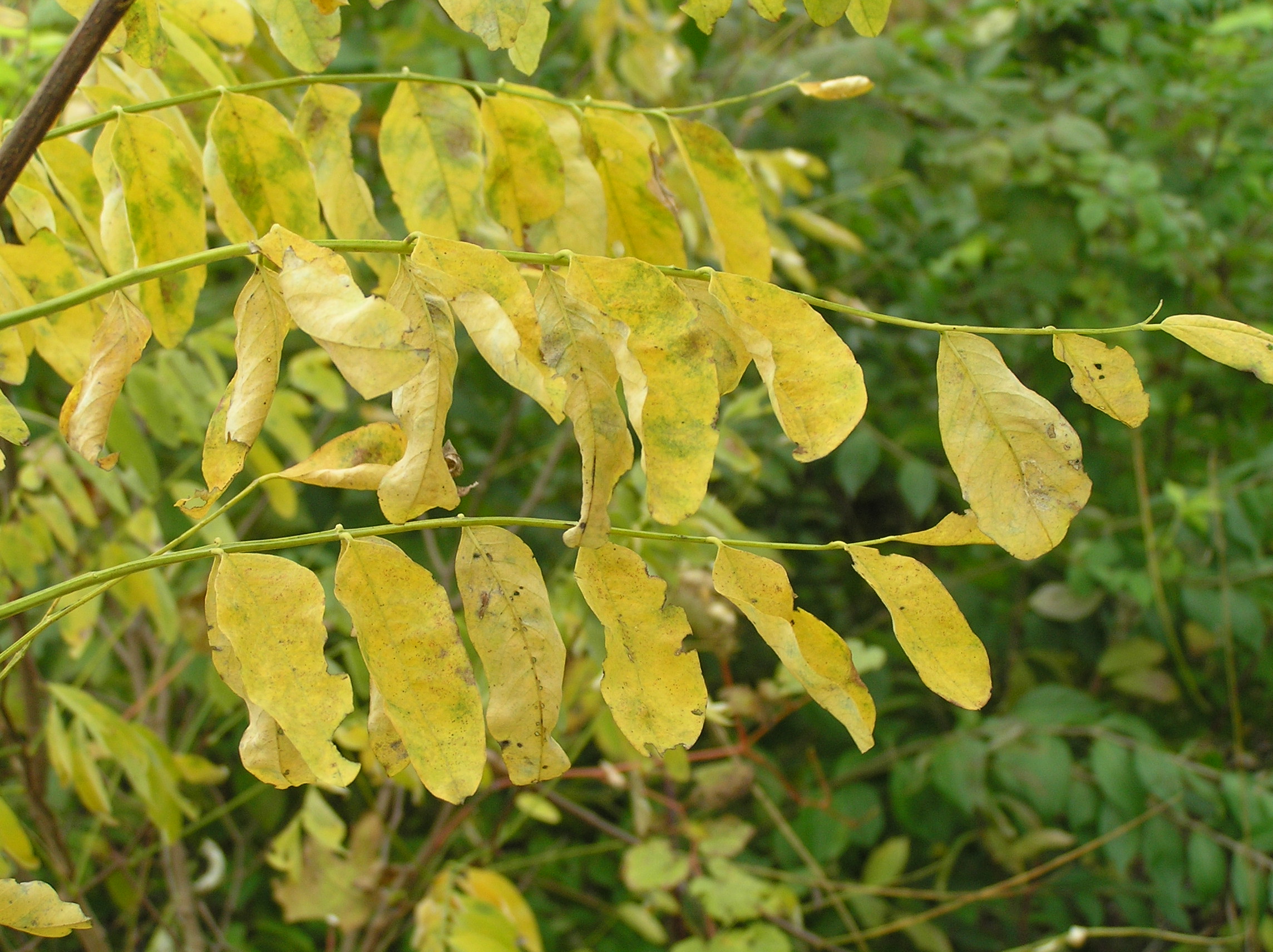 Native Trees of Indiana River Walk