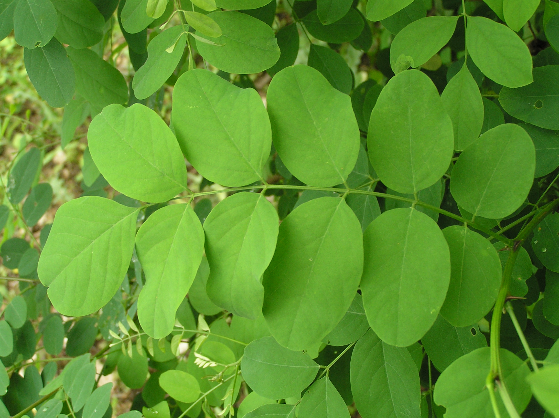 Native Trees of Indiana River Walk