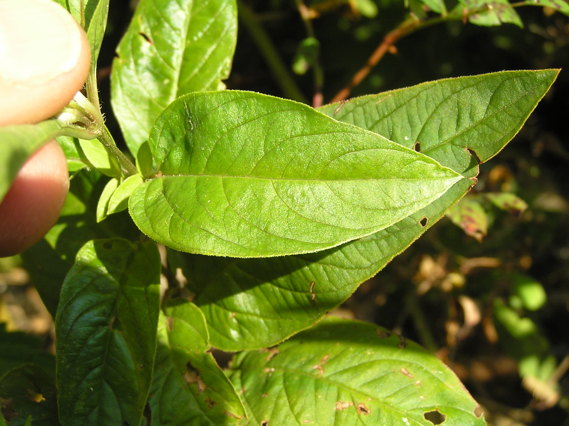 Native Trees of Indiana River Walk