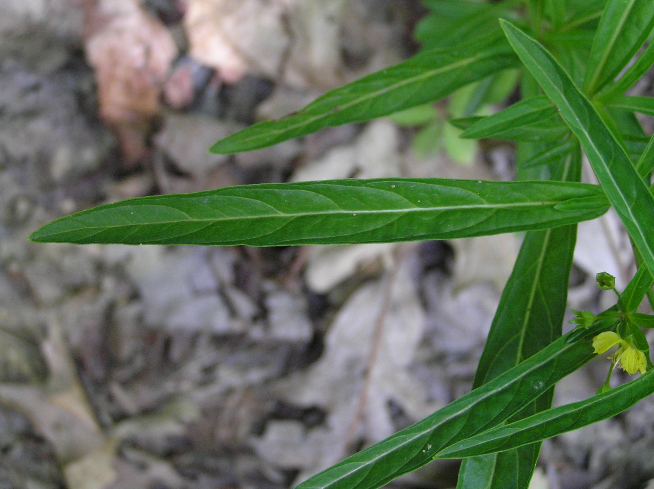 Native Trees of Indiana River Walk