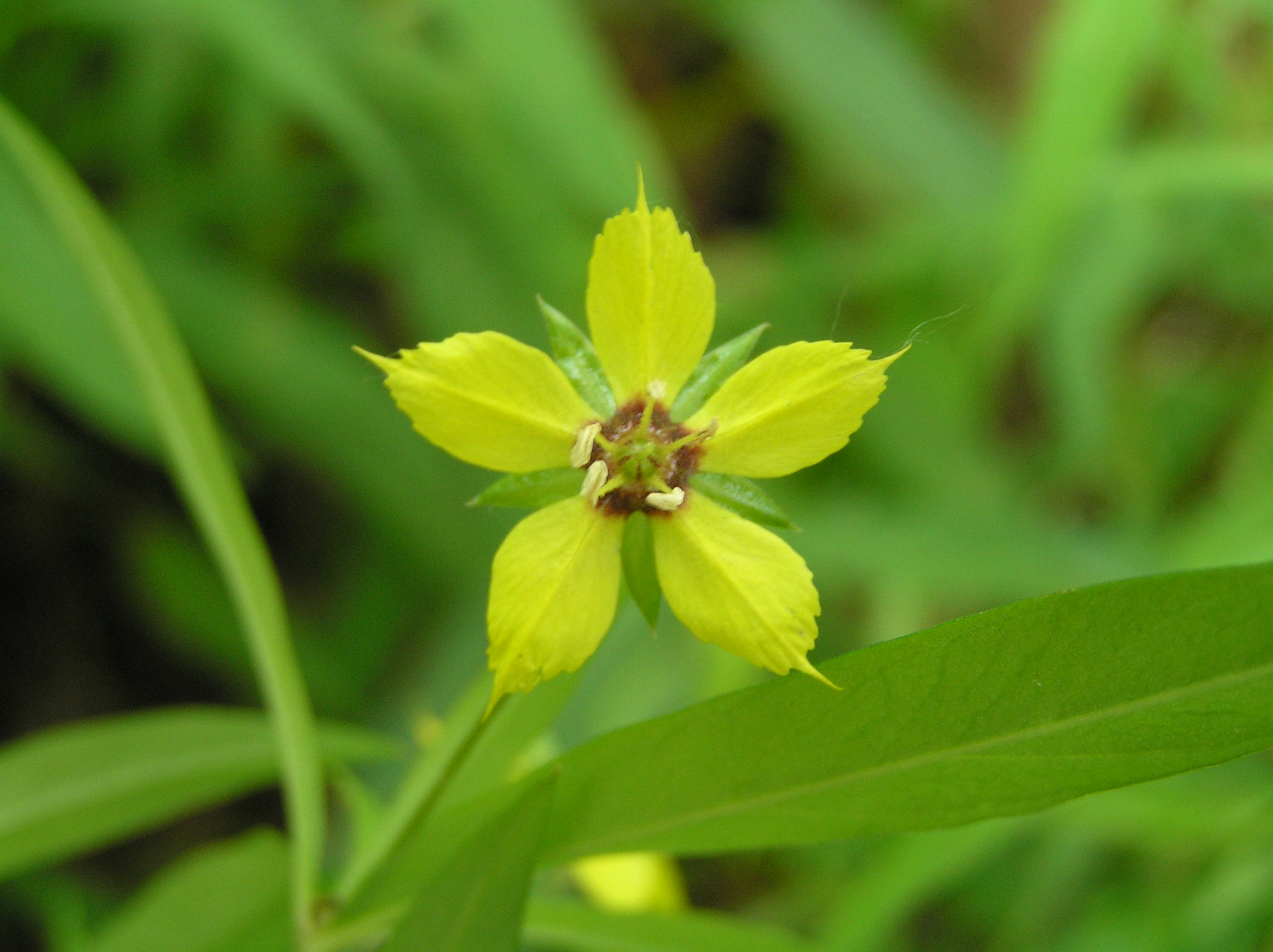 Native Trees of Indiana River Walk