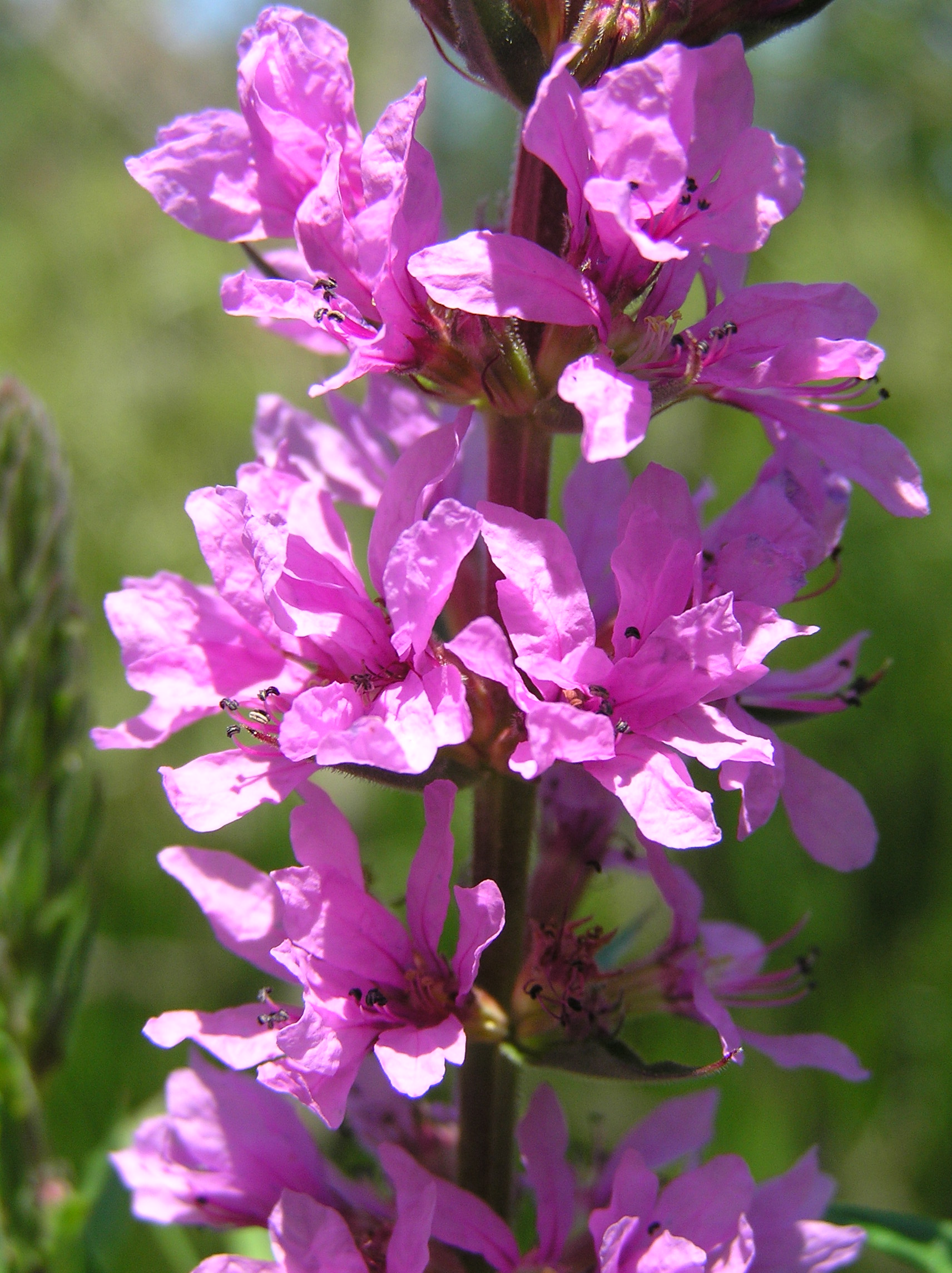 Native Trees of Indiana River Walk