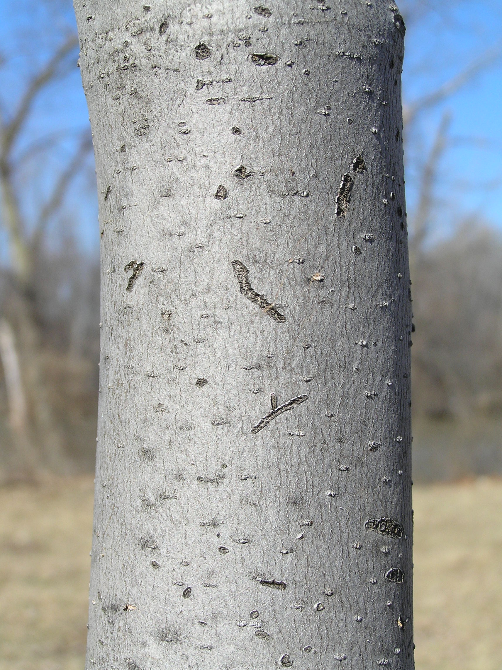 Native Trees of Indiana River Walk
