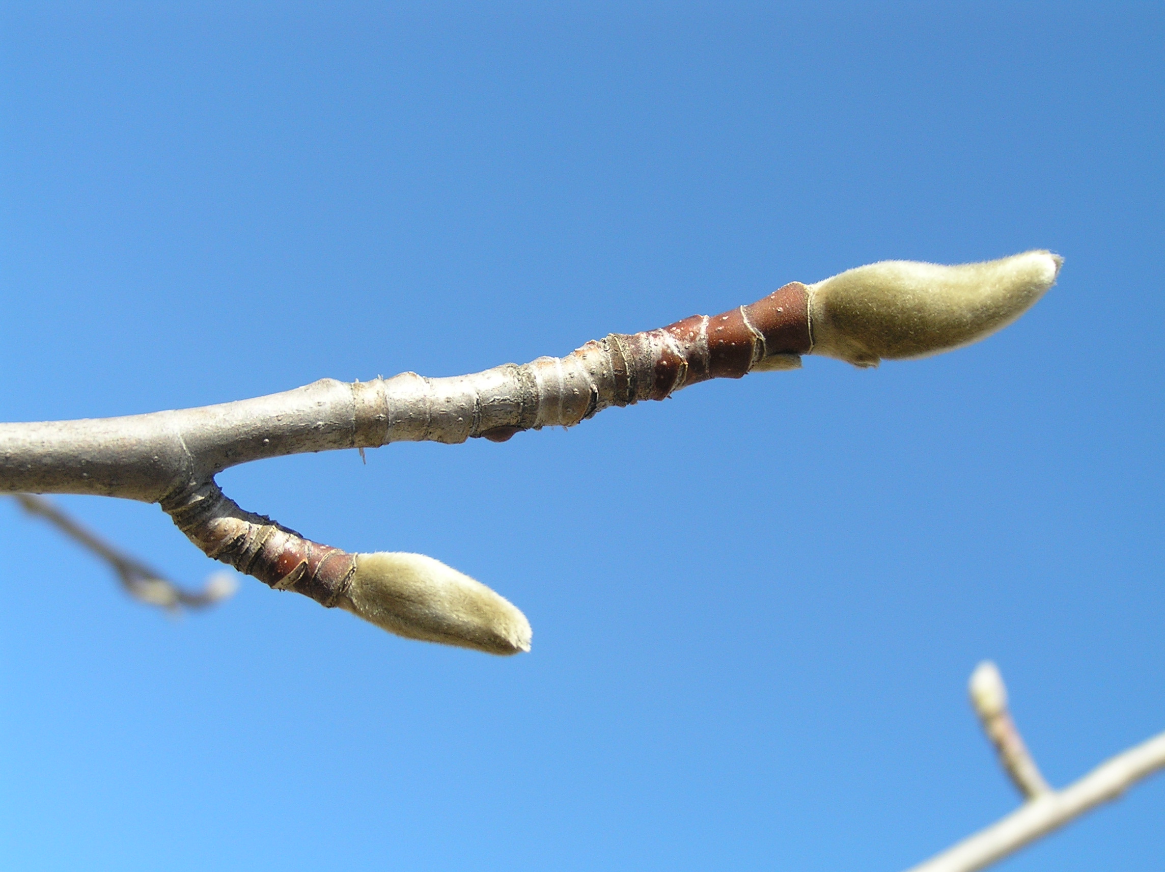Native Trees of Indiana River Walk