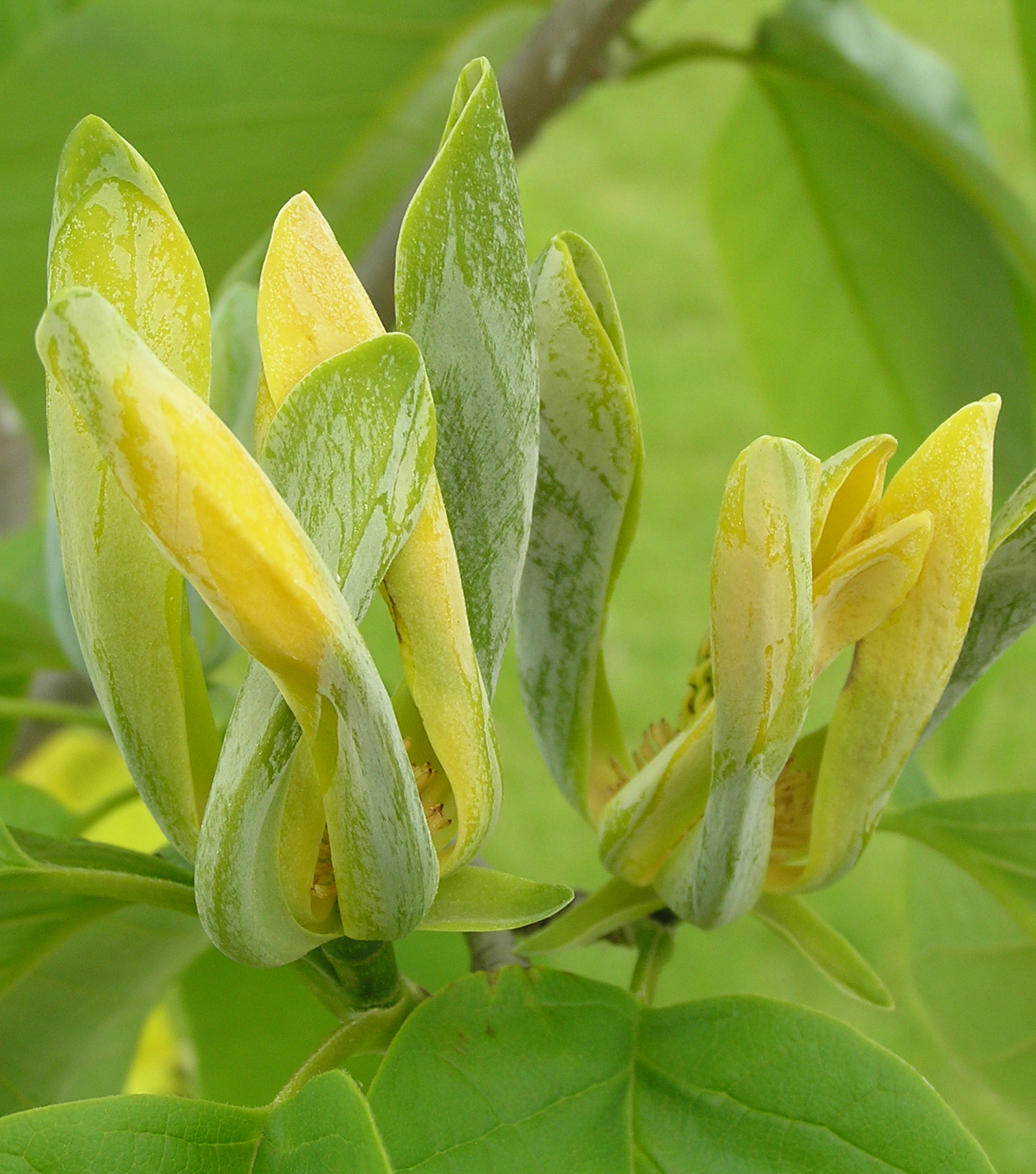 Native Trees of Indiana River Walk