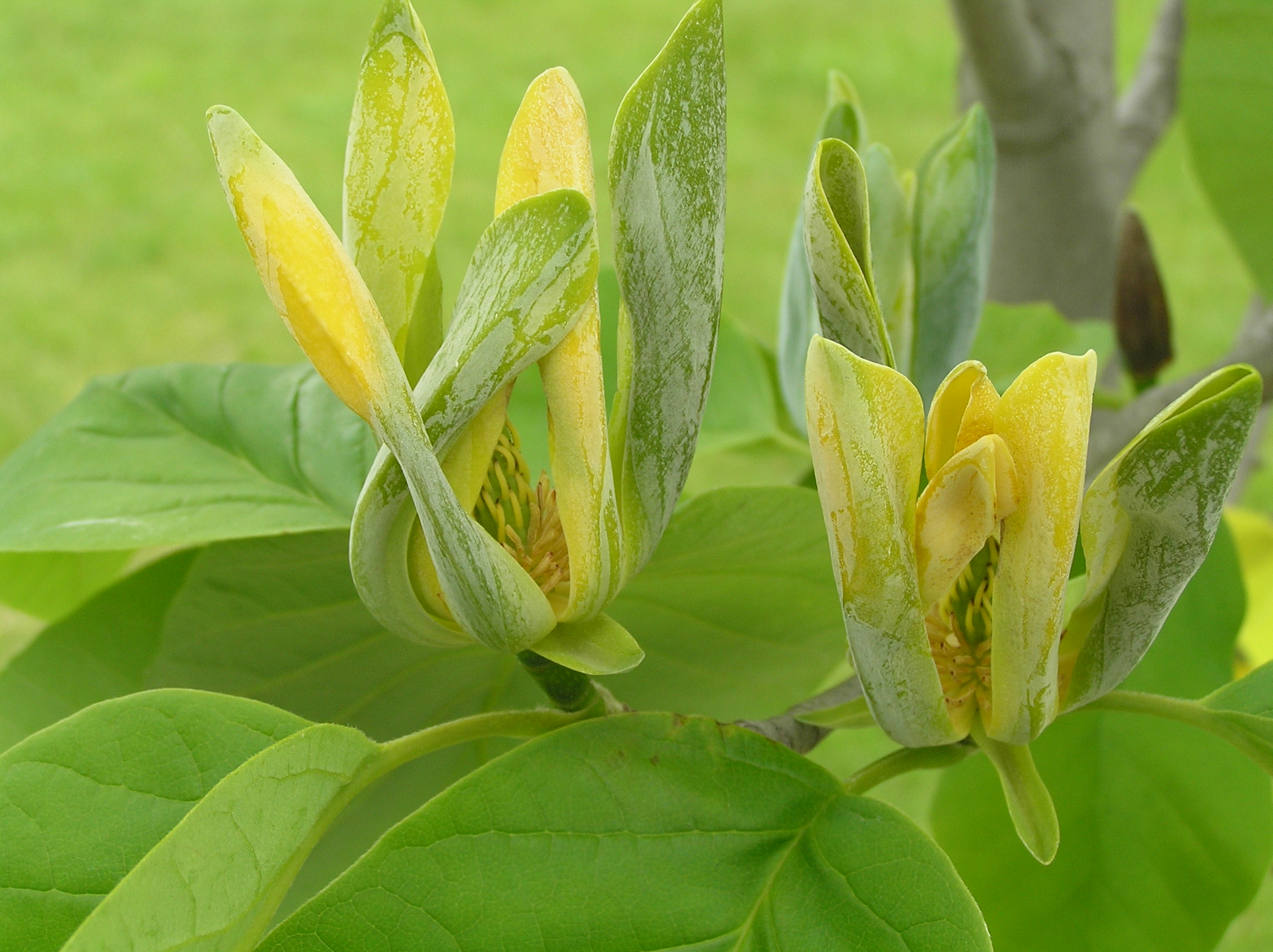 Native Trees of Indiana River Walk
