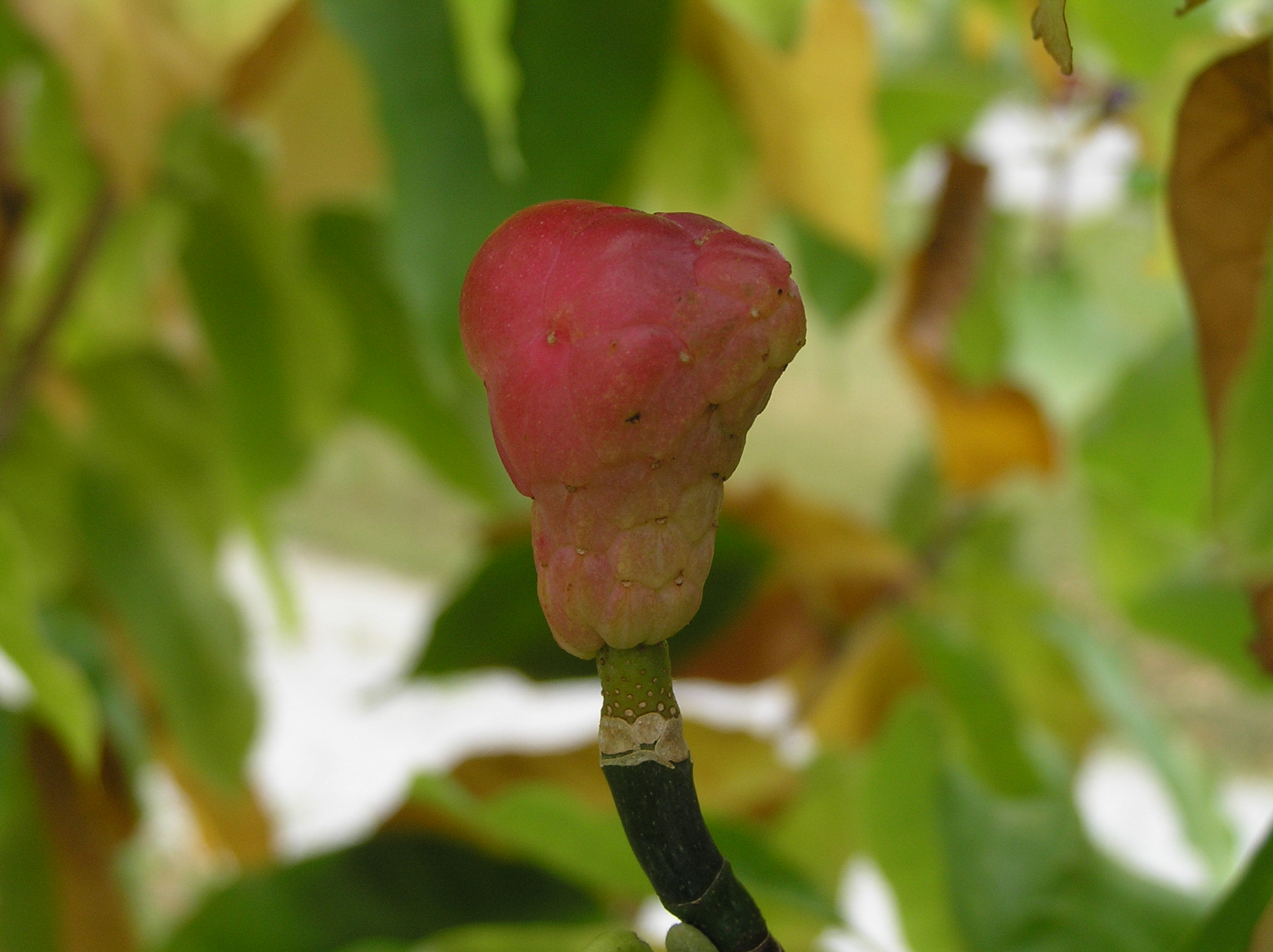 Native Trees of Indiana River Walk
