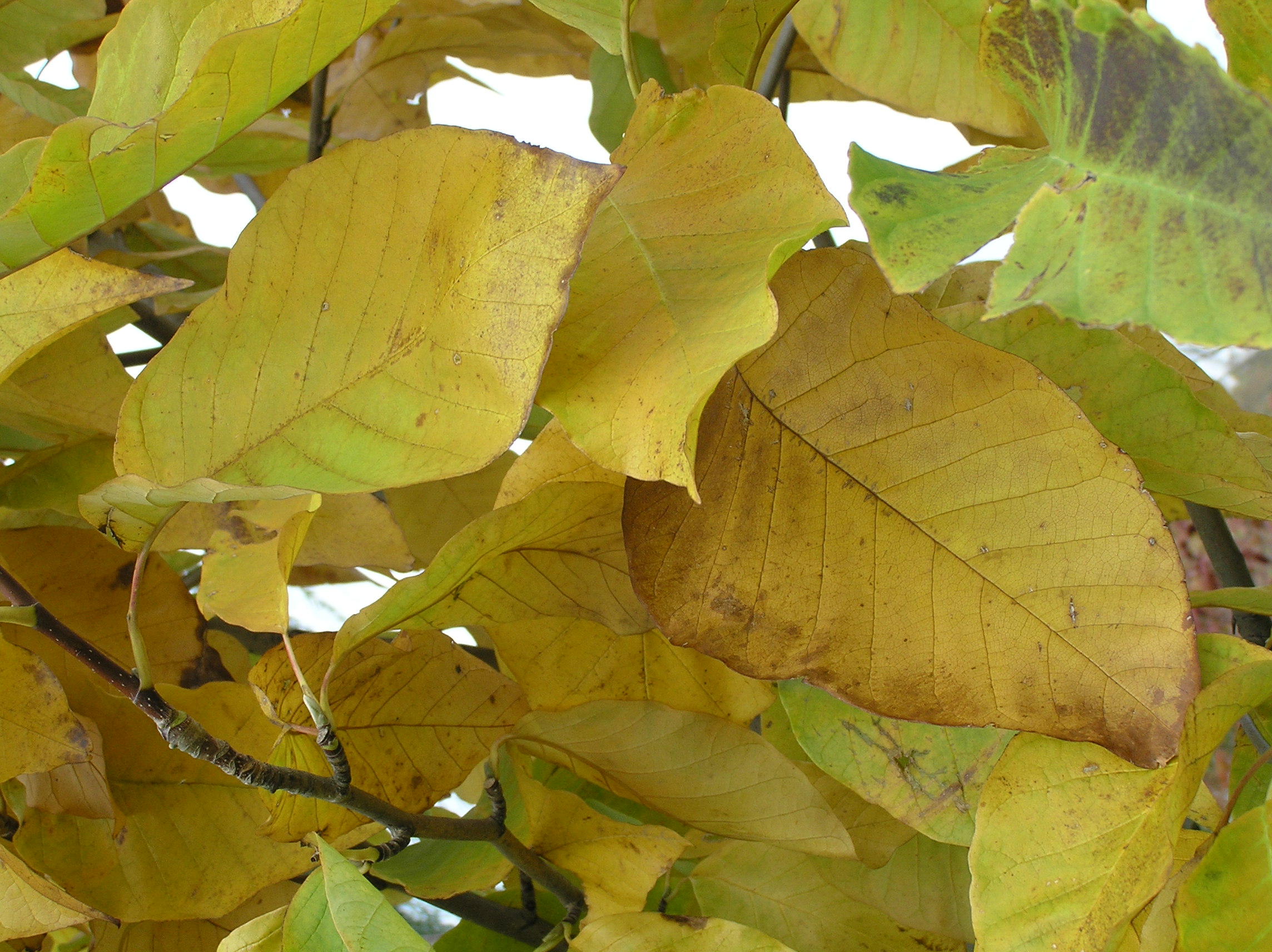 Native Trees of Indiana River Walk