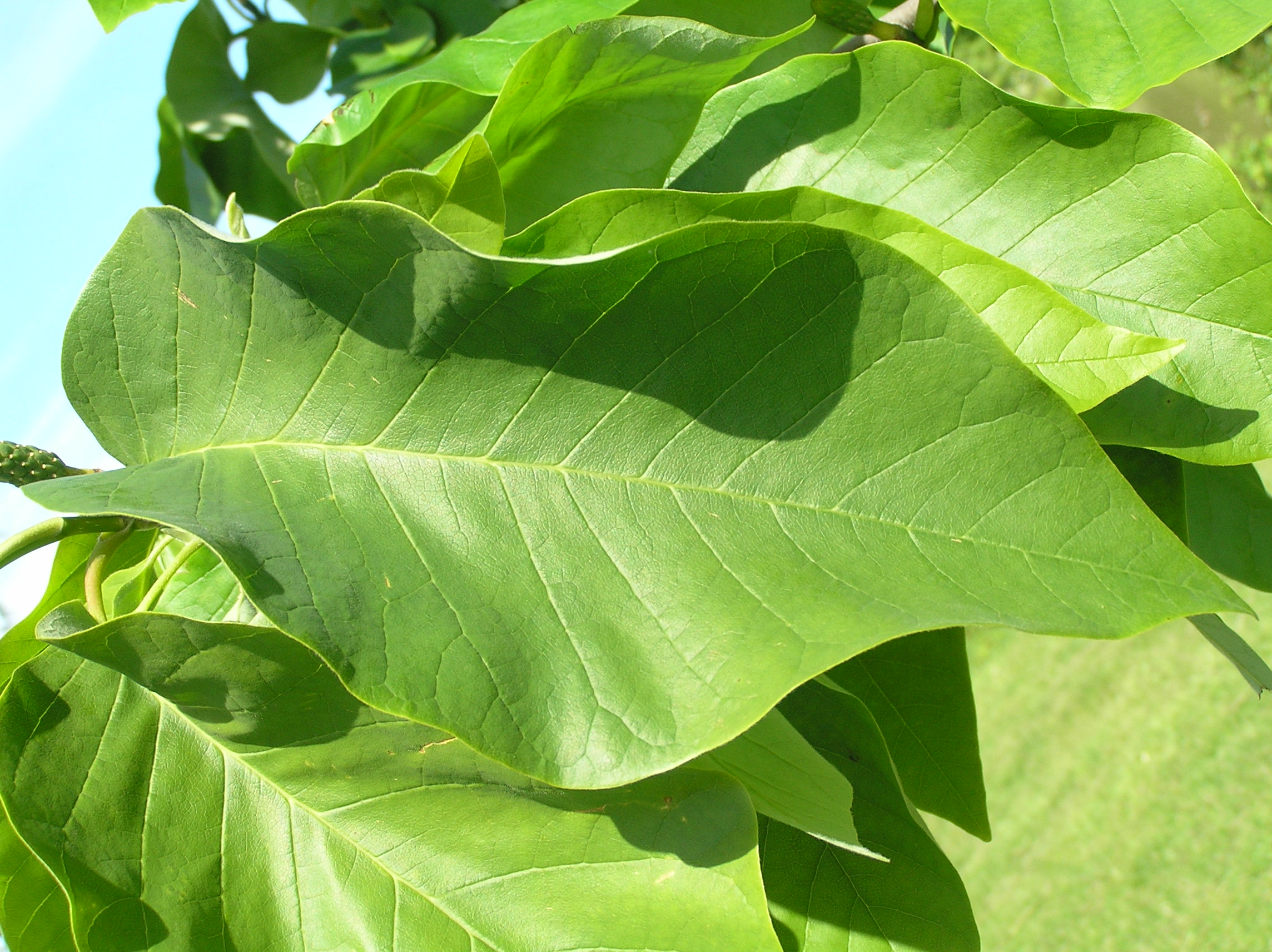 Native Trees of Indiana River Walk