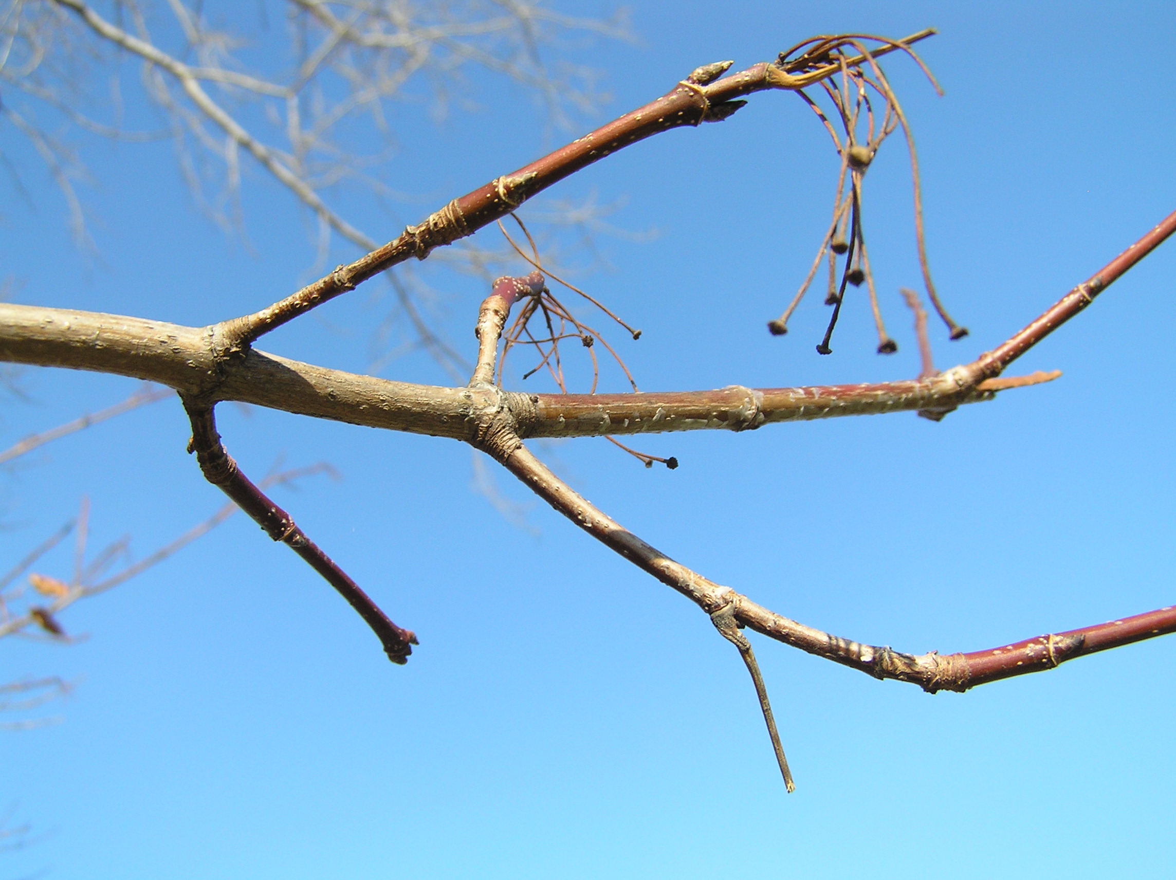 Native Trees of Indiana River Walk
