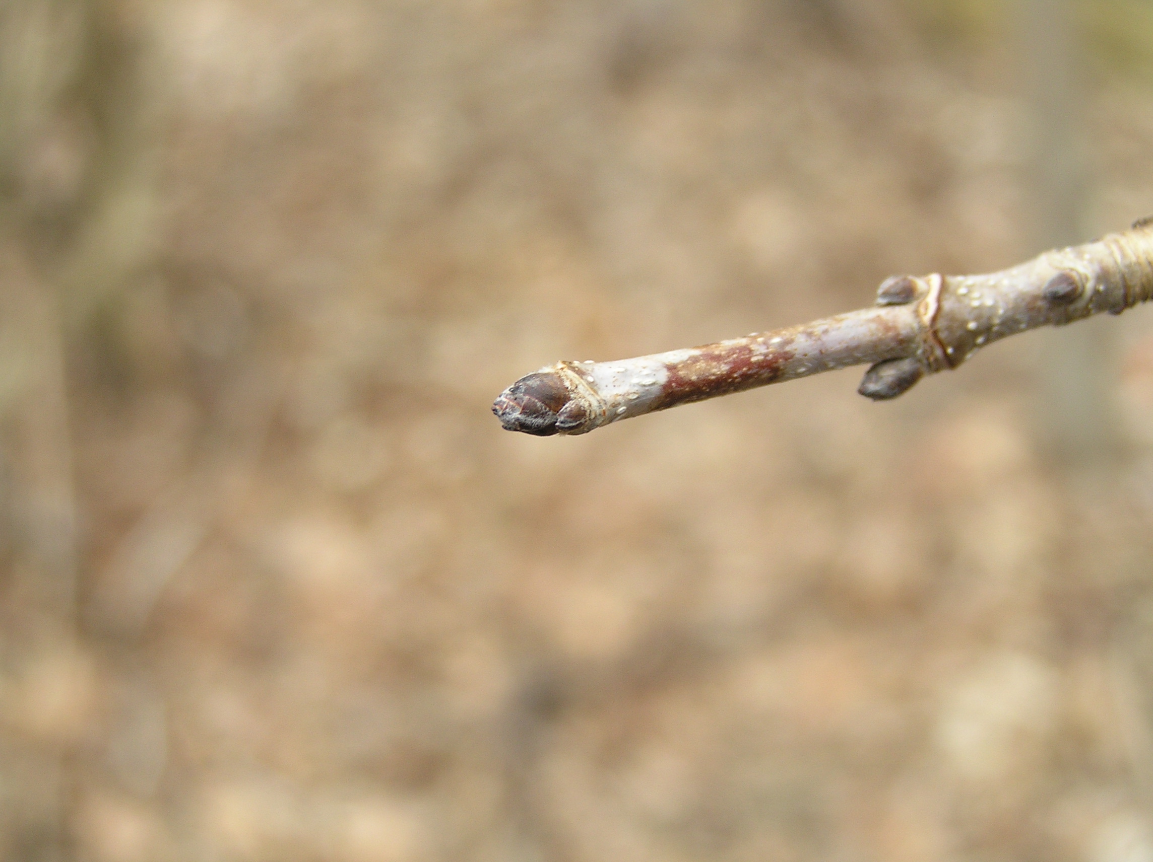 Native Trees of Indiana River Walk