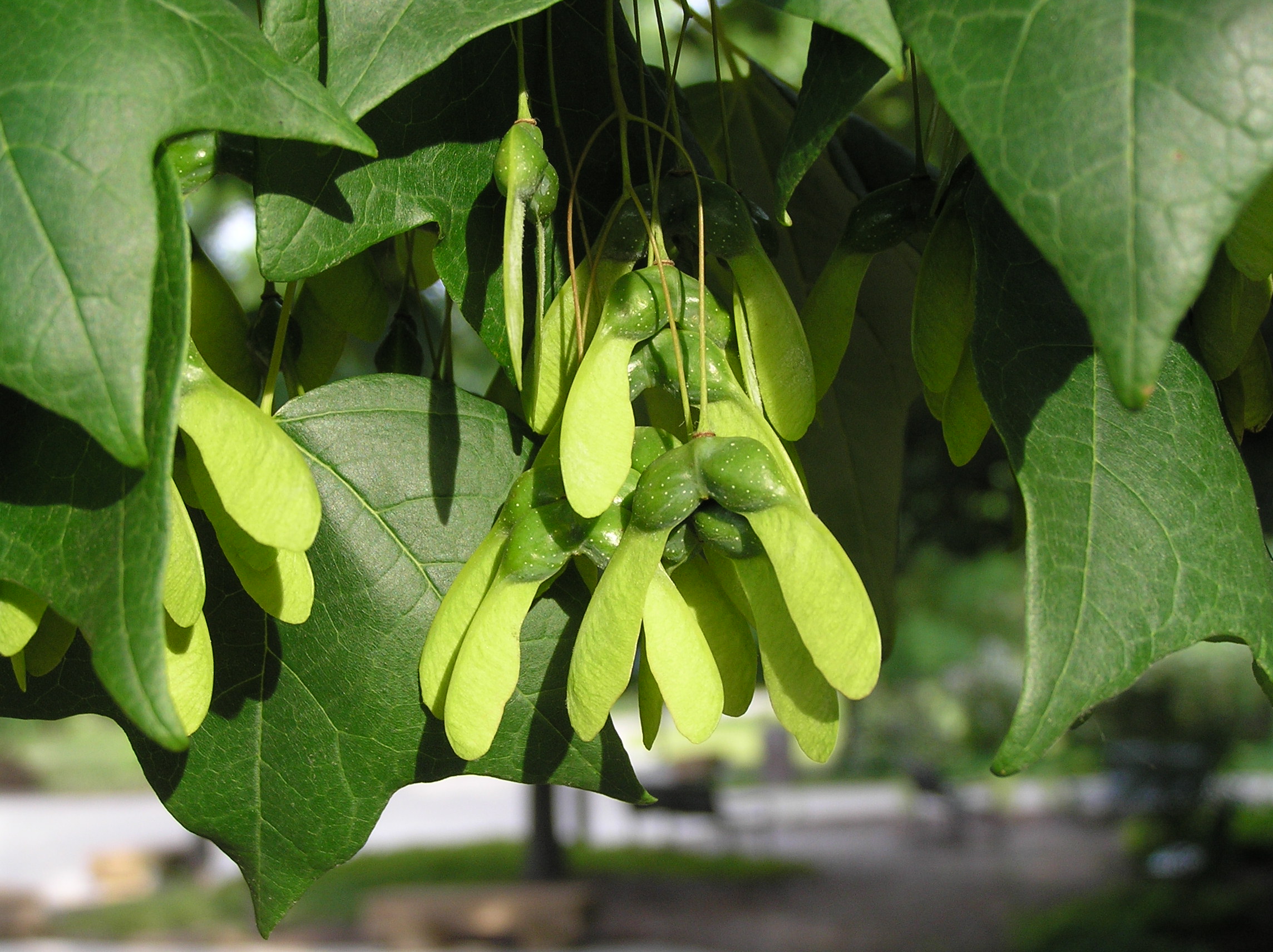 Native Trees of Indiana River Walk