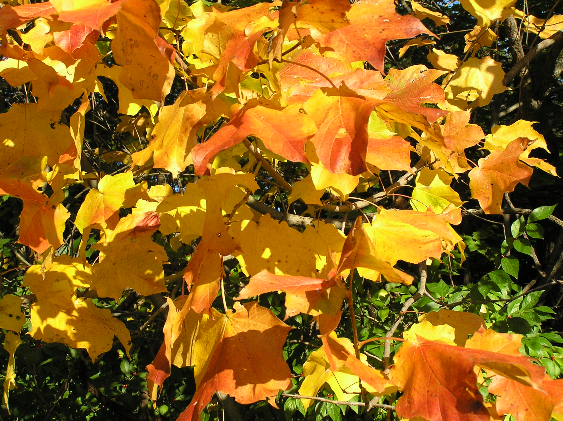 Native Trees of Indiana River Walk