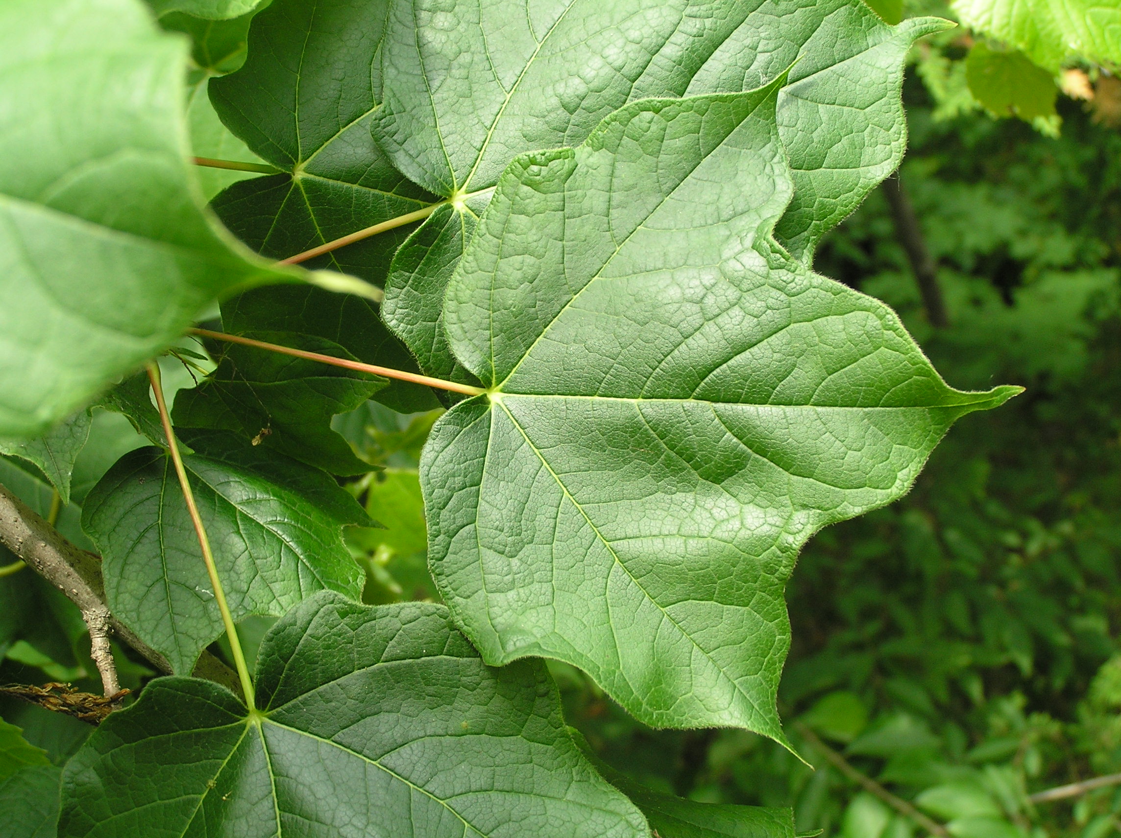 Native Trees of Indiana River Walk