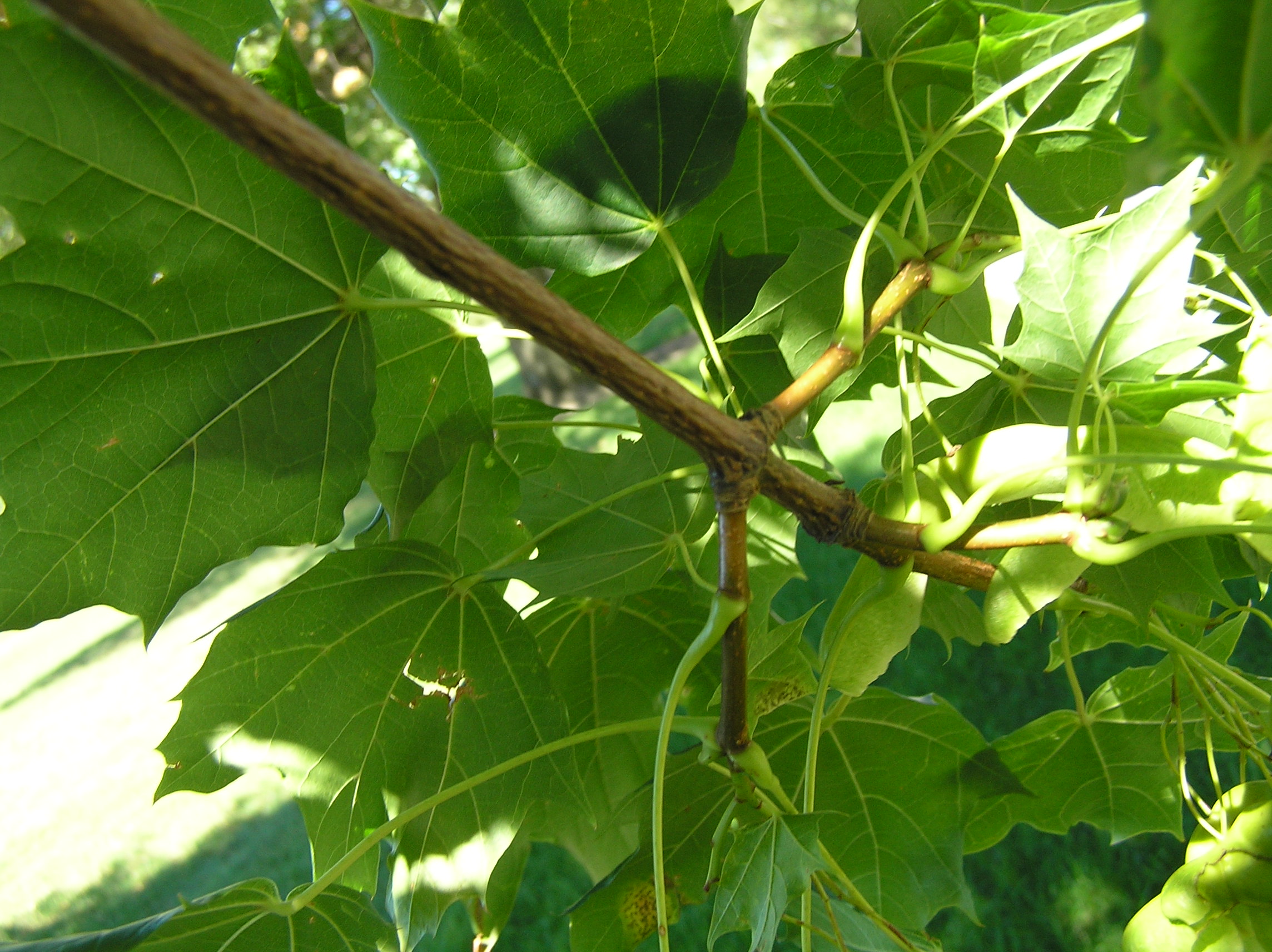Native Trees of Indiana River Walk