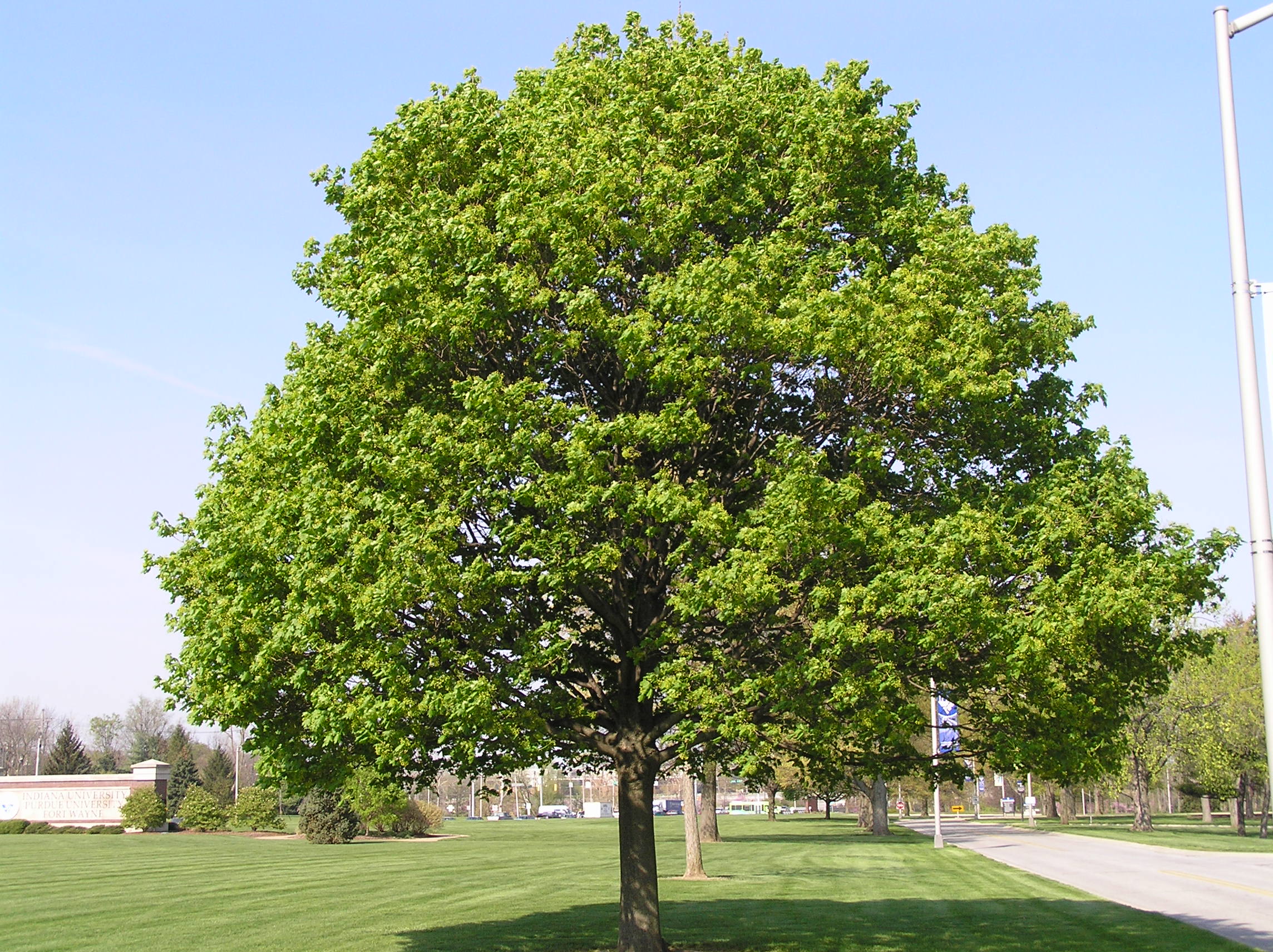 Native Trees of Indiana River Walk