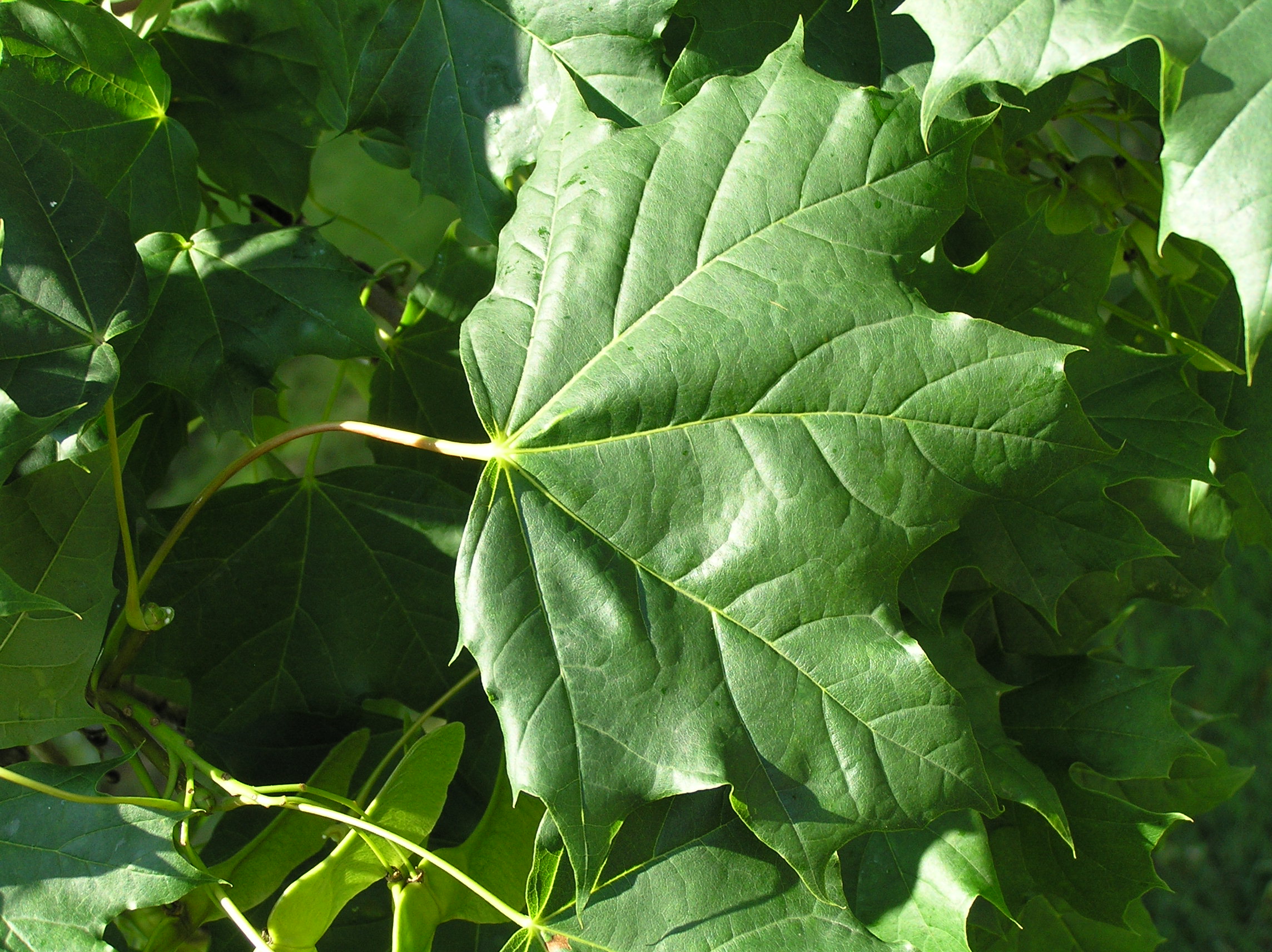 Native Trees of Indiana River Walk