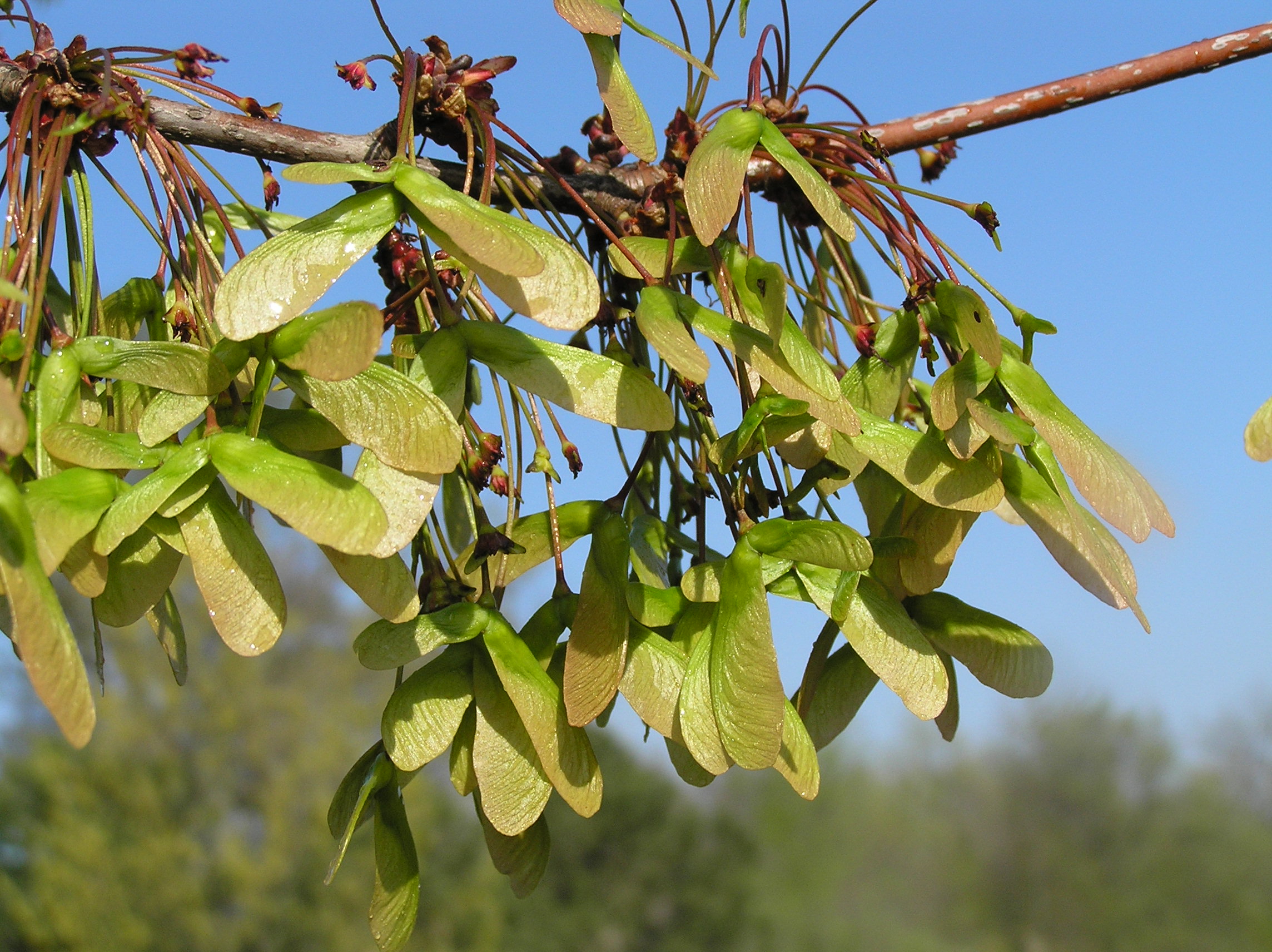 Native Trees of Indiana River Walk
