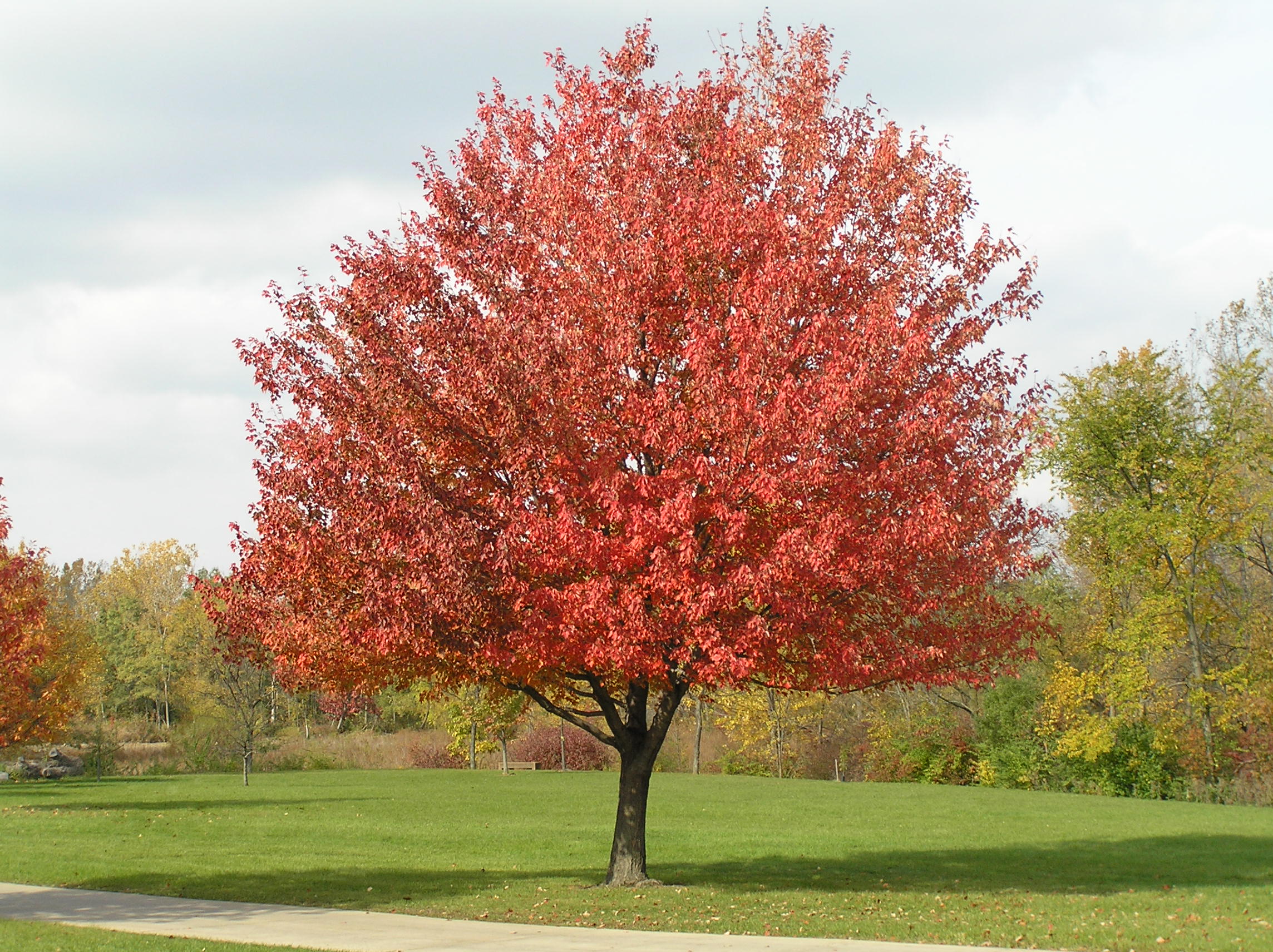 Native Trees of Indiana River Walk