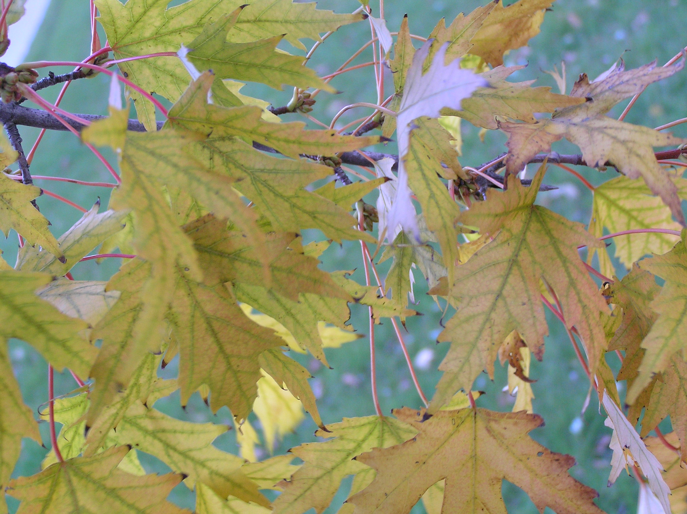 Native Trees of Indiana River Walk