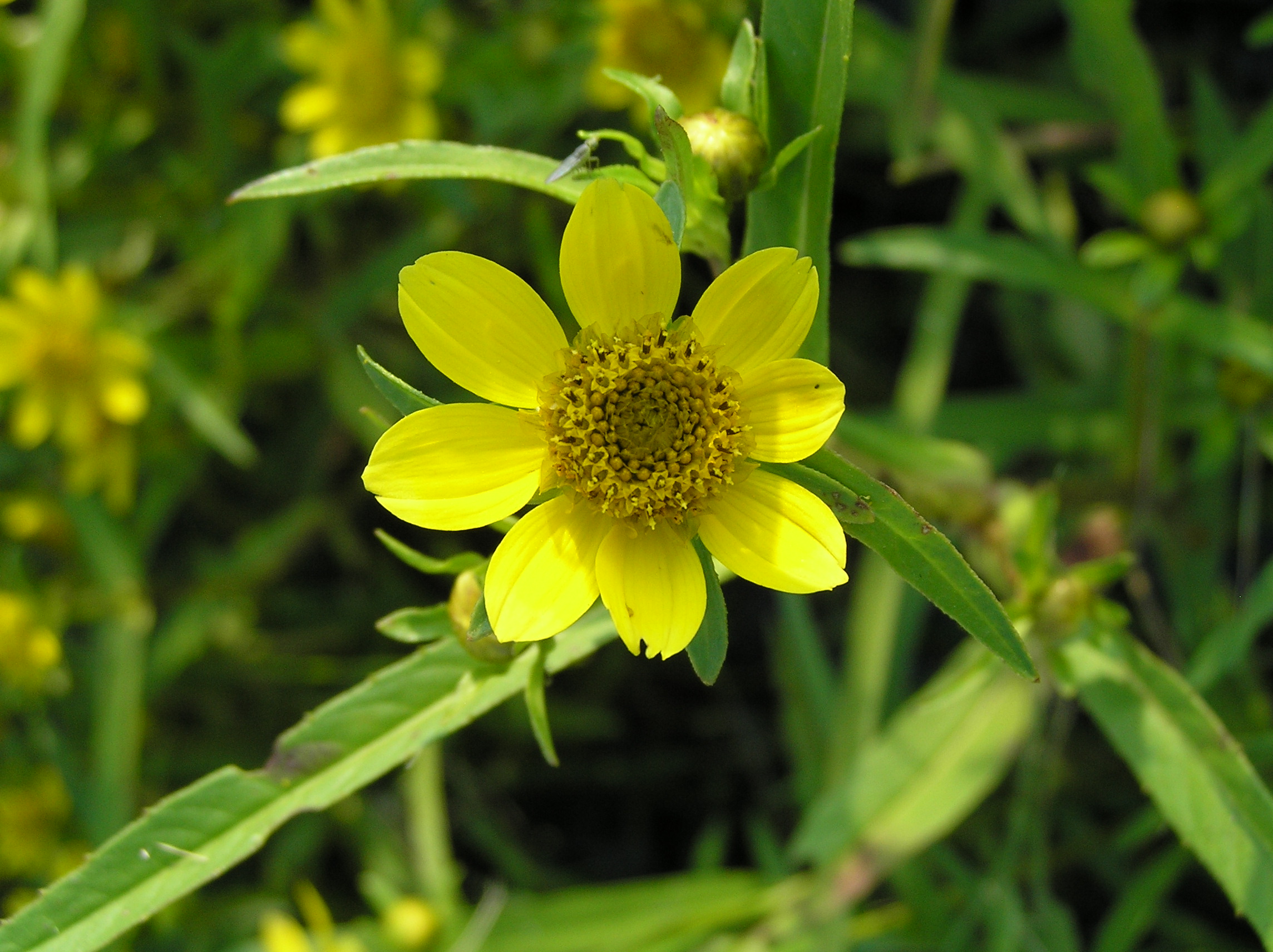 Native Trees of Indiana River Walk
