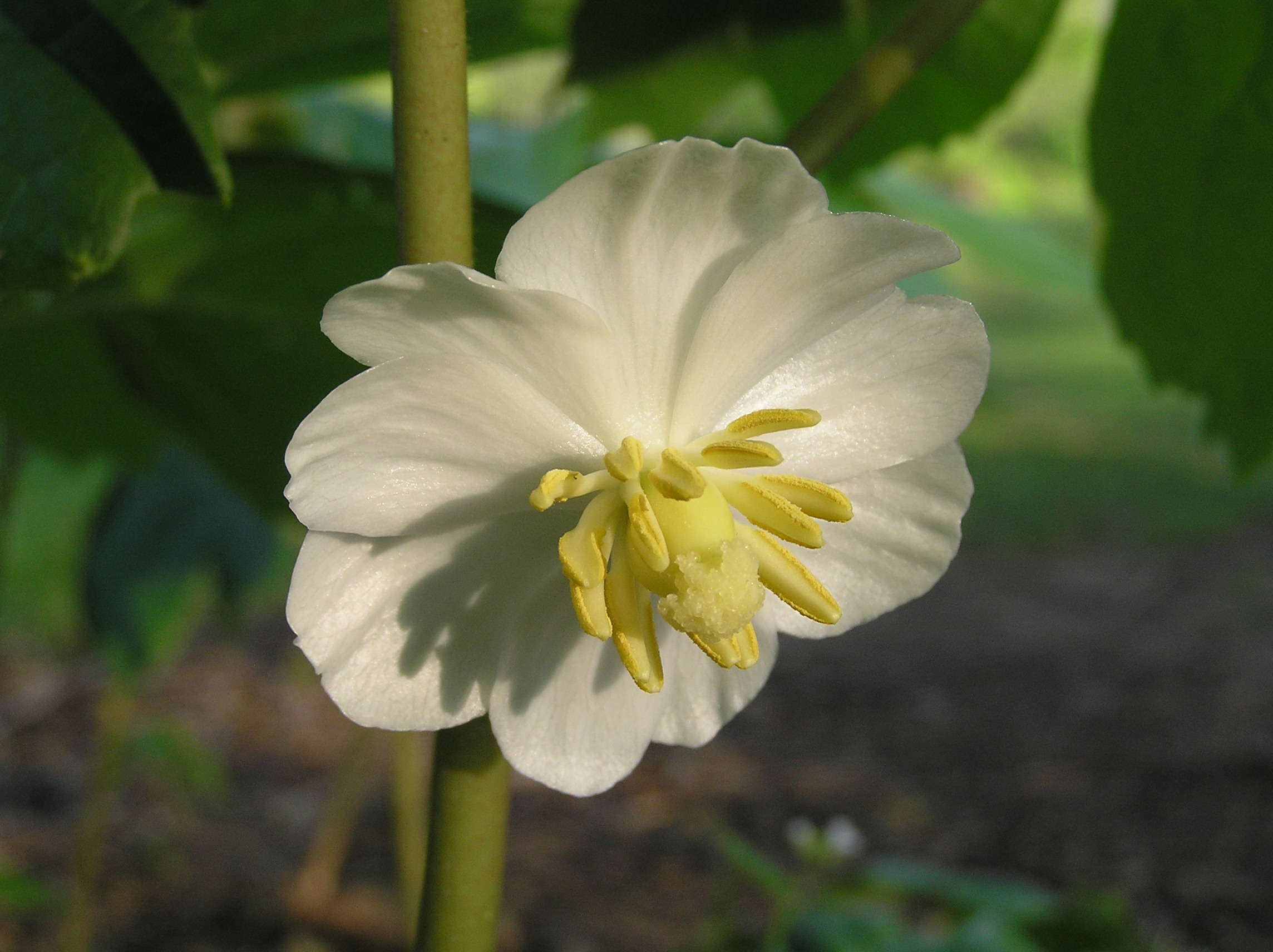 Native Trees of Indiana River Walk