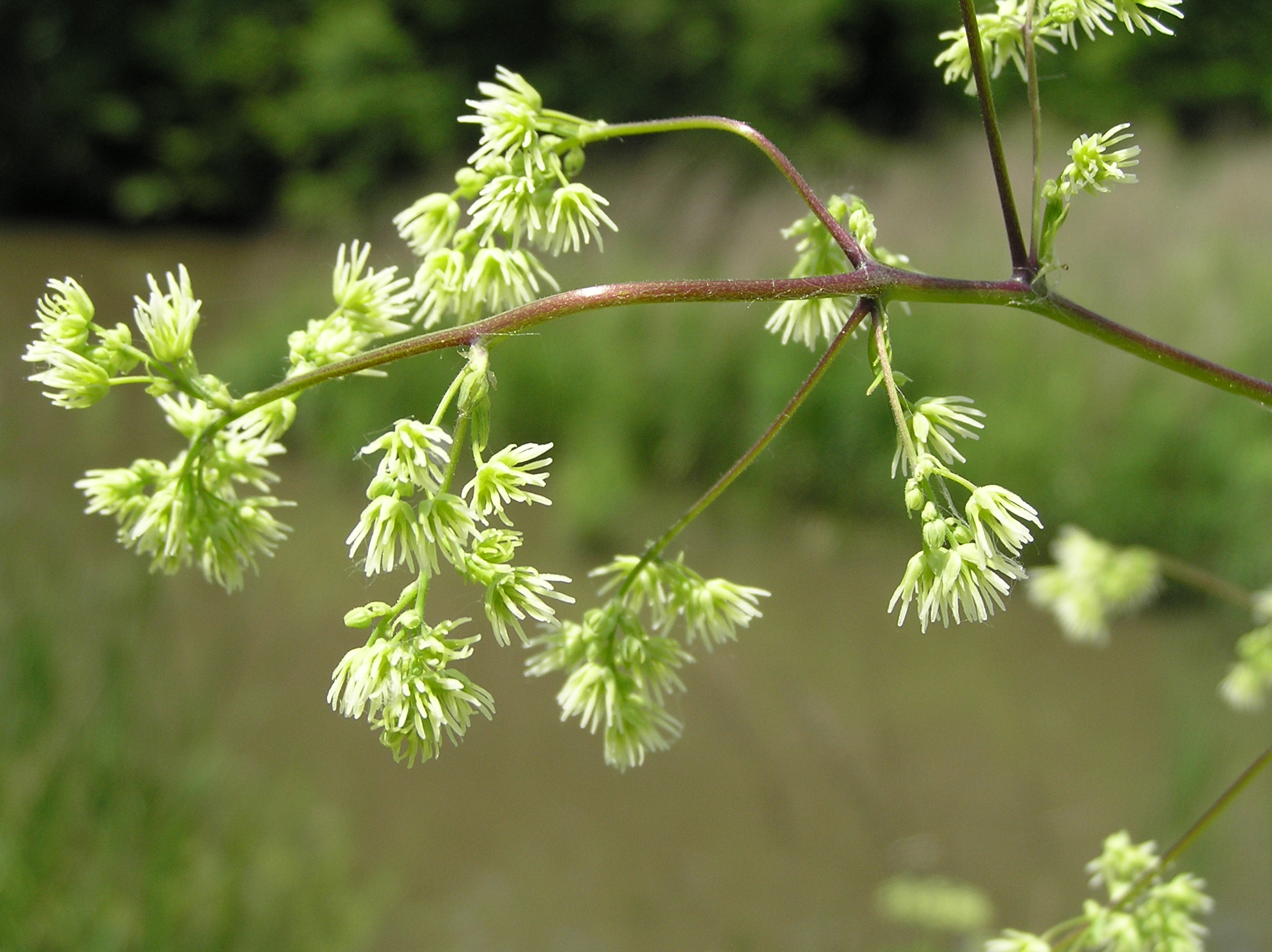 Native Trees of Indiana River Walk