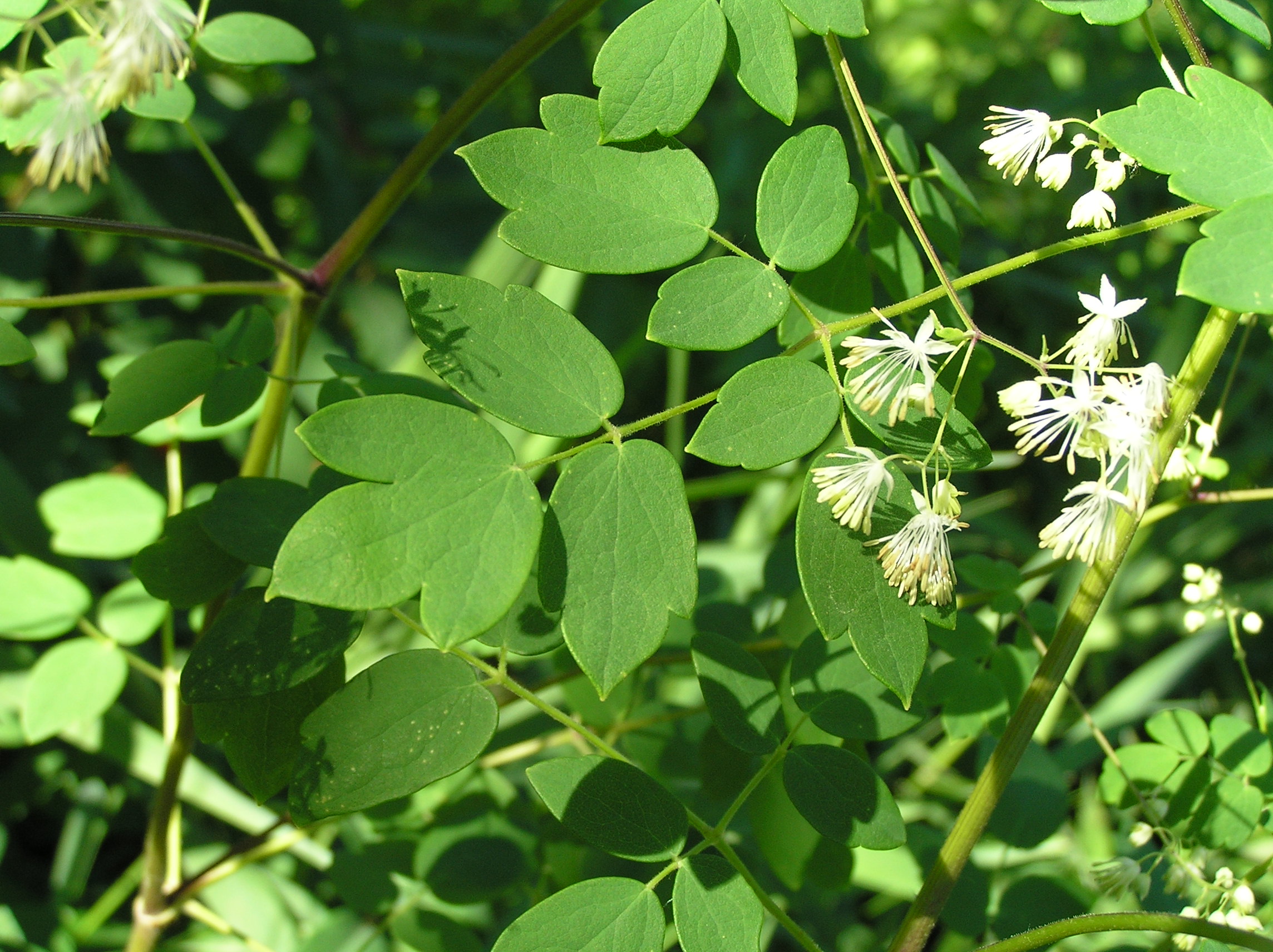 Native Trees of Indiana River Walk