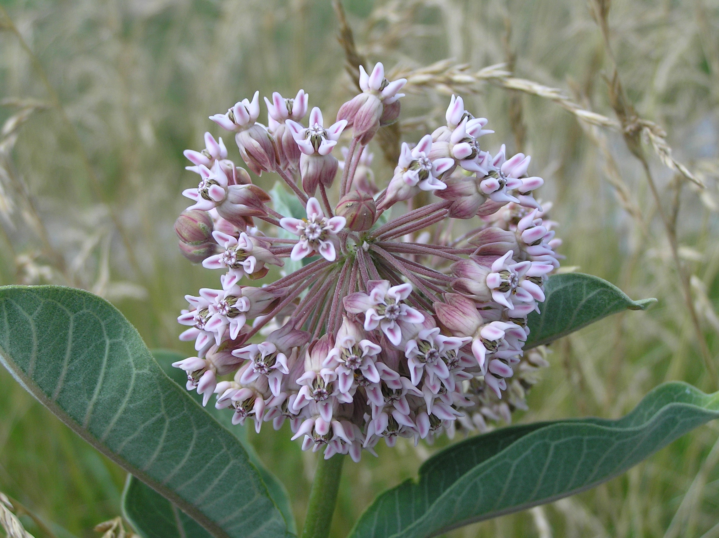 Native Trees of Indiana River Walk