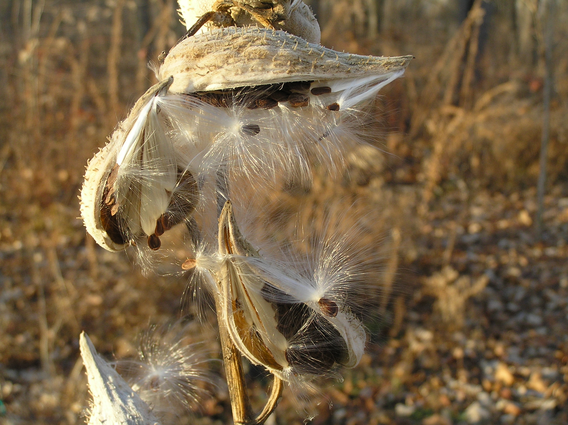 Native Trees of Indiana River Walk