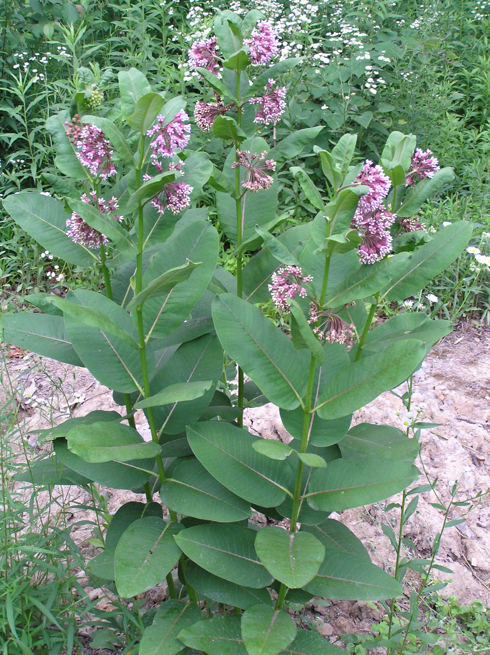 Native Trees of Indiana River Walk