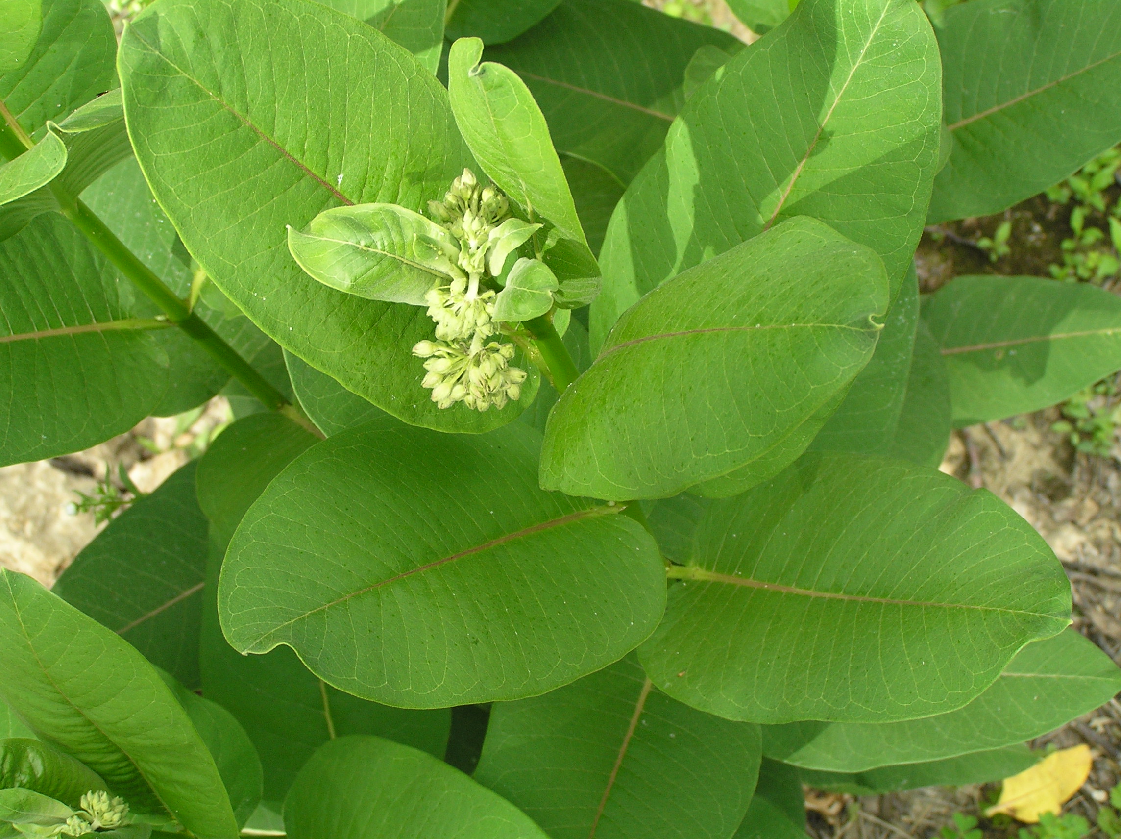 Native Trees of Indiana River Walk