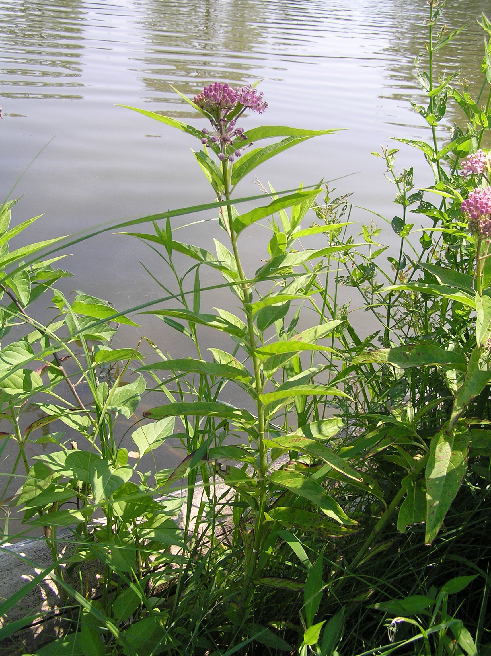 Native Trees of Indiana River Walk