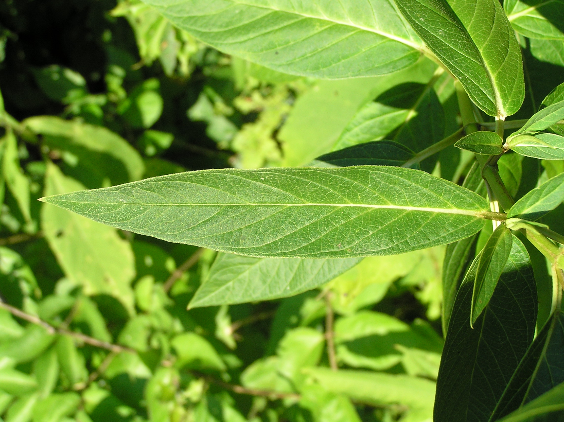 Native Trees of Indiana River Walk