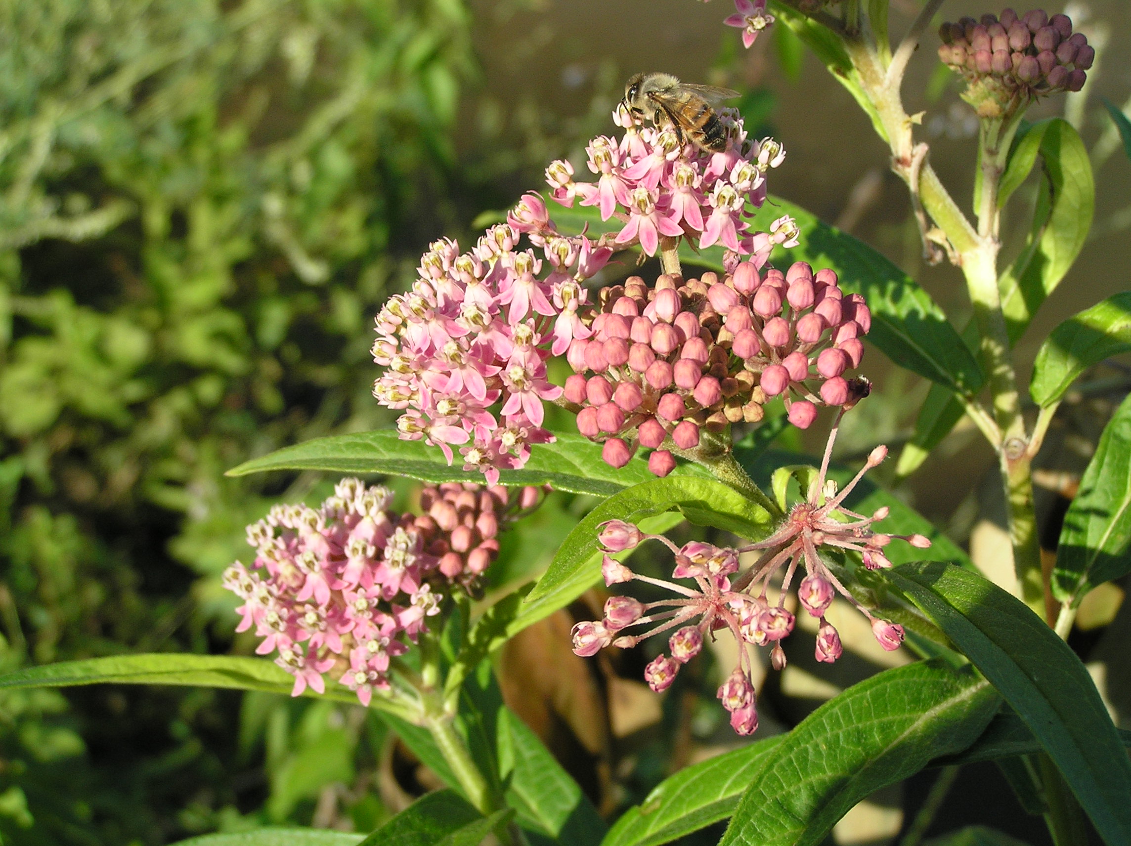 Native Trees of Indiana River Walk