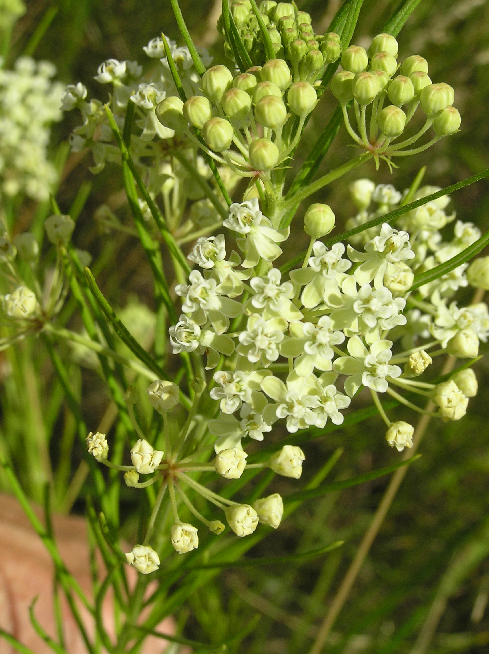 Native Trees of Indiana River Walk