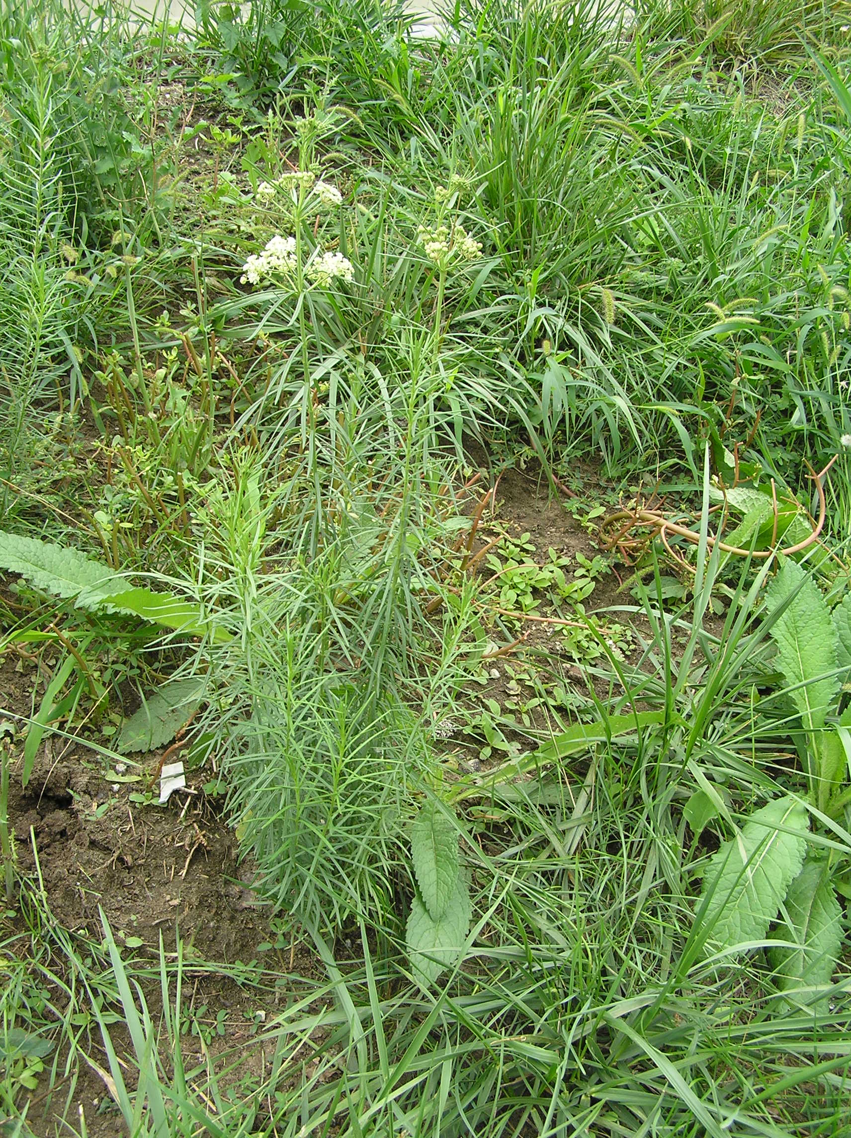 Native Trees of Indiana River Walk