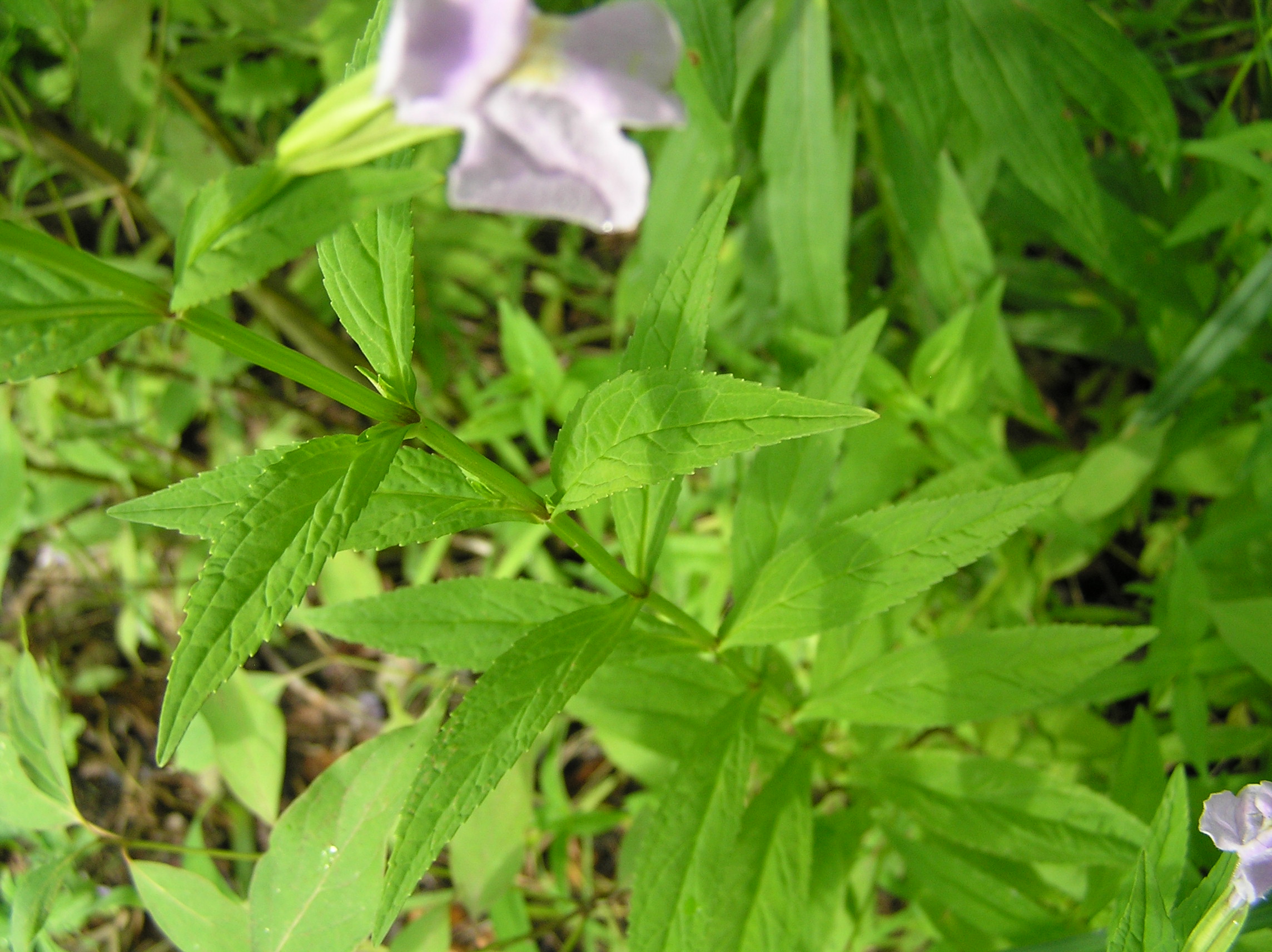 Native Trees of Indiana River Walk