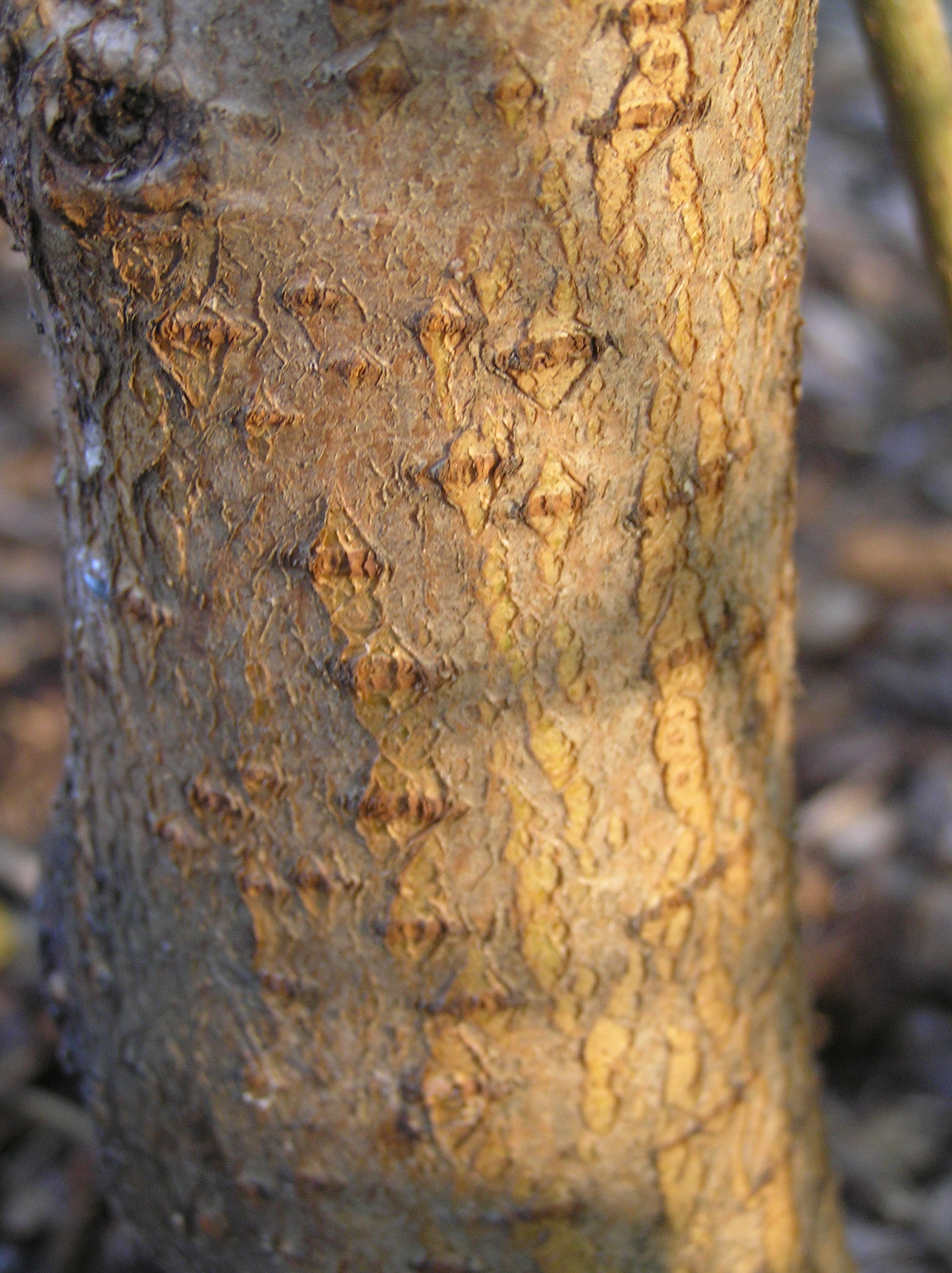 Native Trees of Indiana River Walk